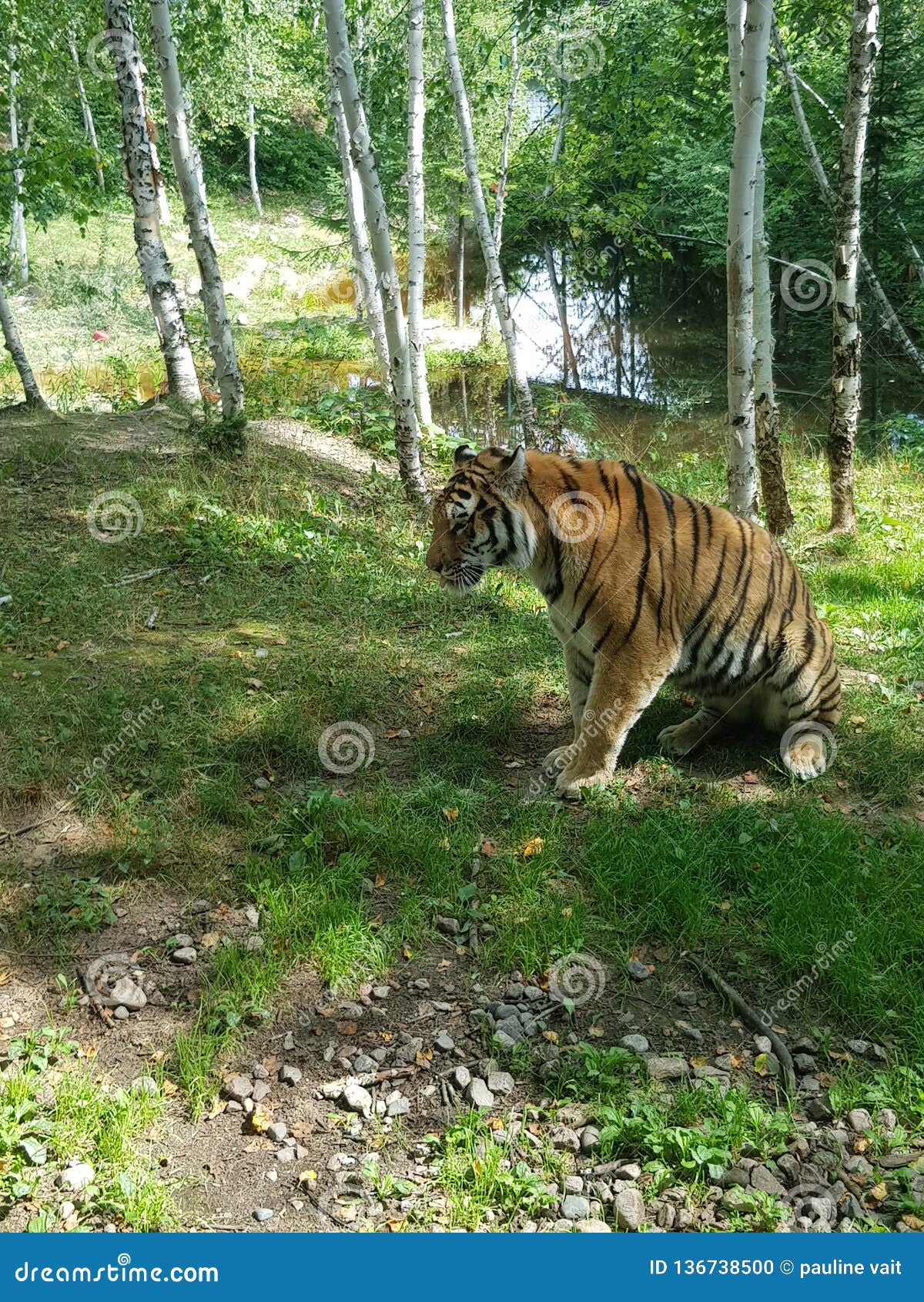 Animal canada stock photo. Image of canada, tiger, animals - 136738500