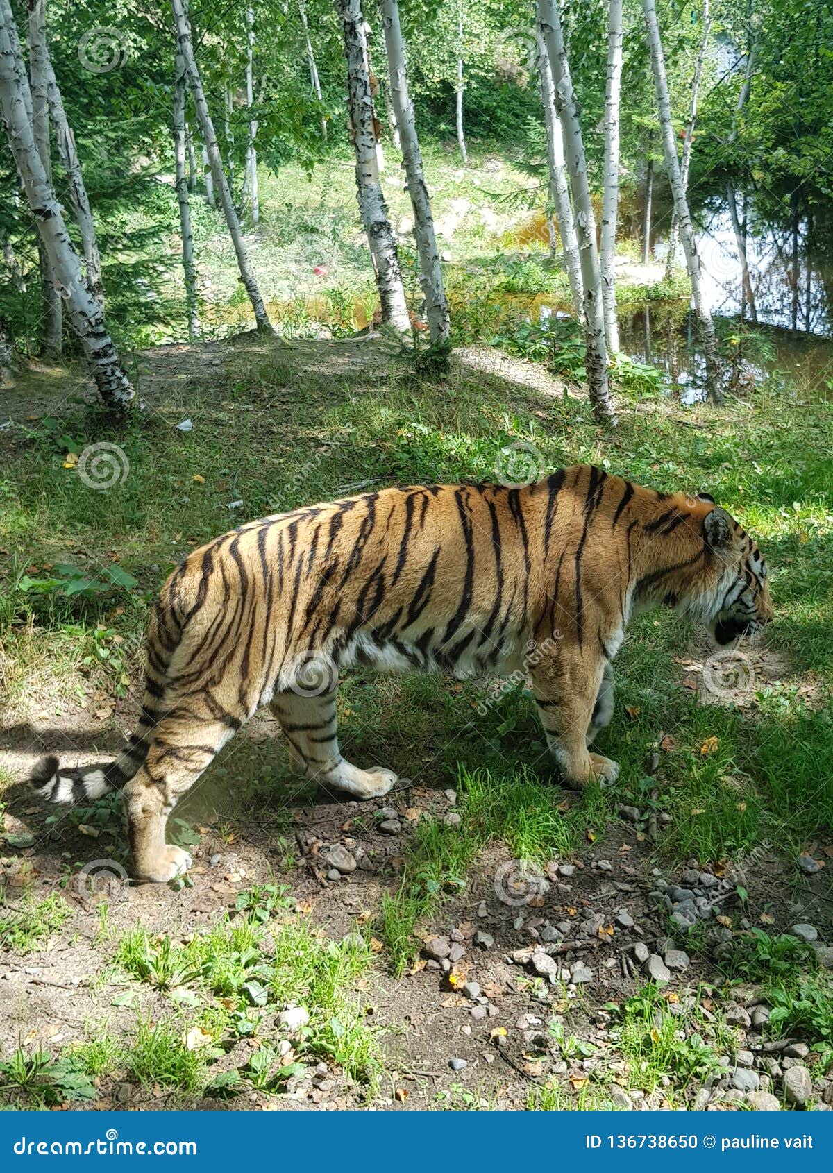 Animal canada stock photo. Image of animal, animals - 136738650