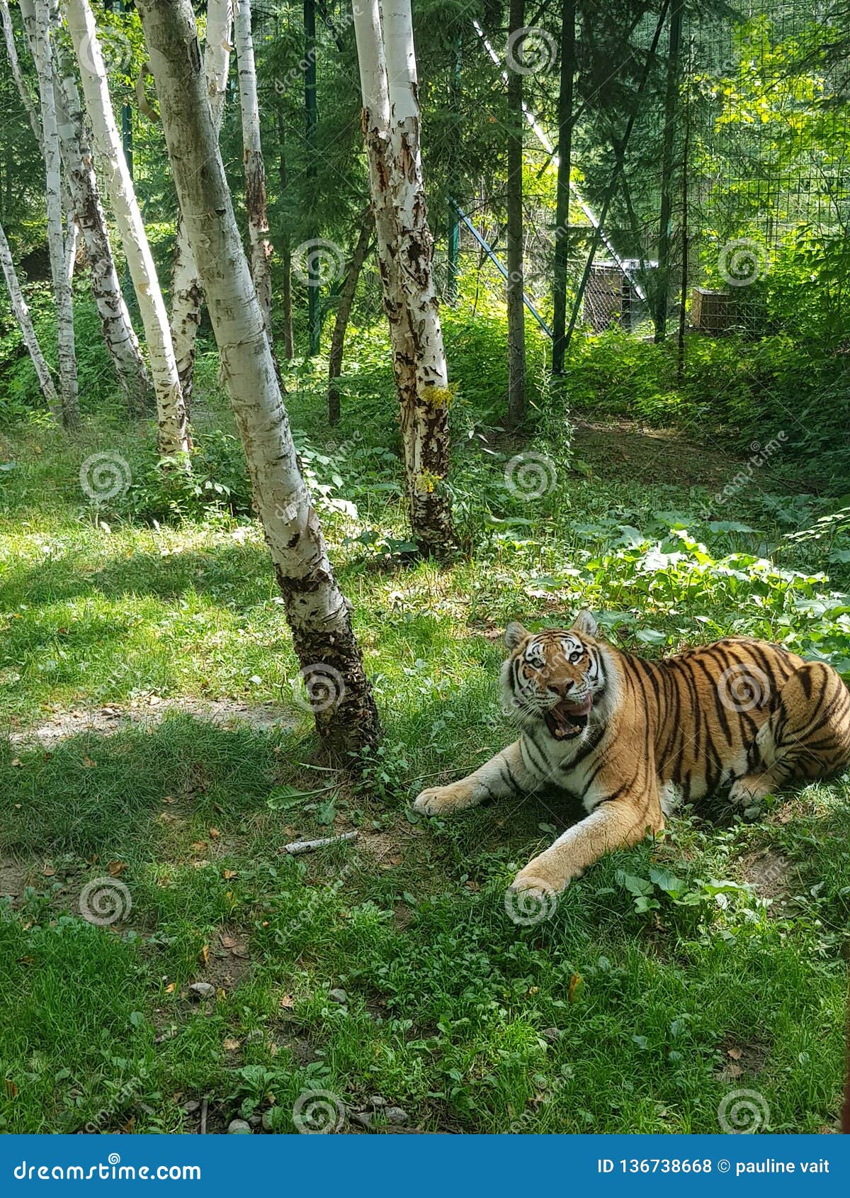 Animal canada stock photo. Image of animals, tiger, animal - 136738668