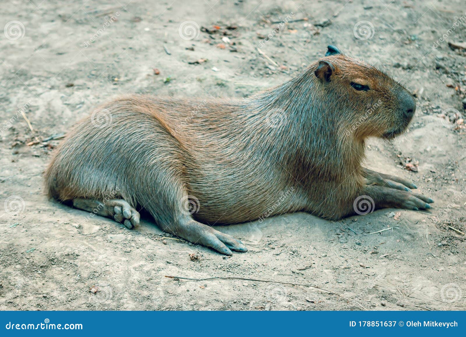 An Animal Capybar. in Wild Nature Stock Image - Image of coat ...