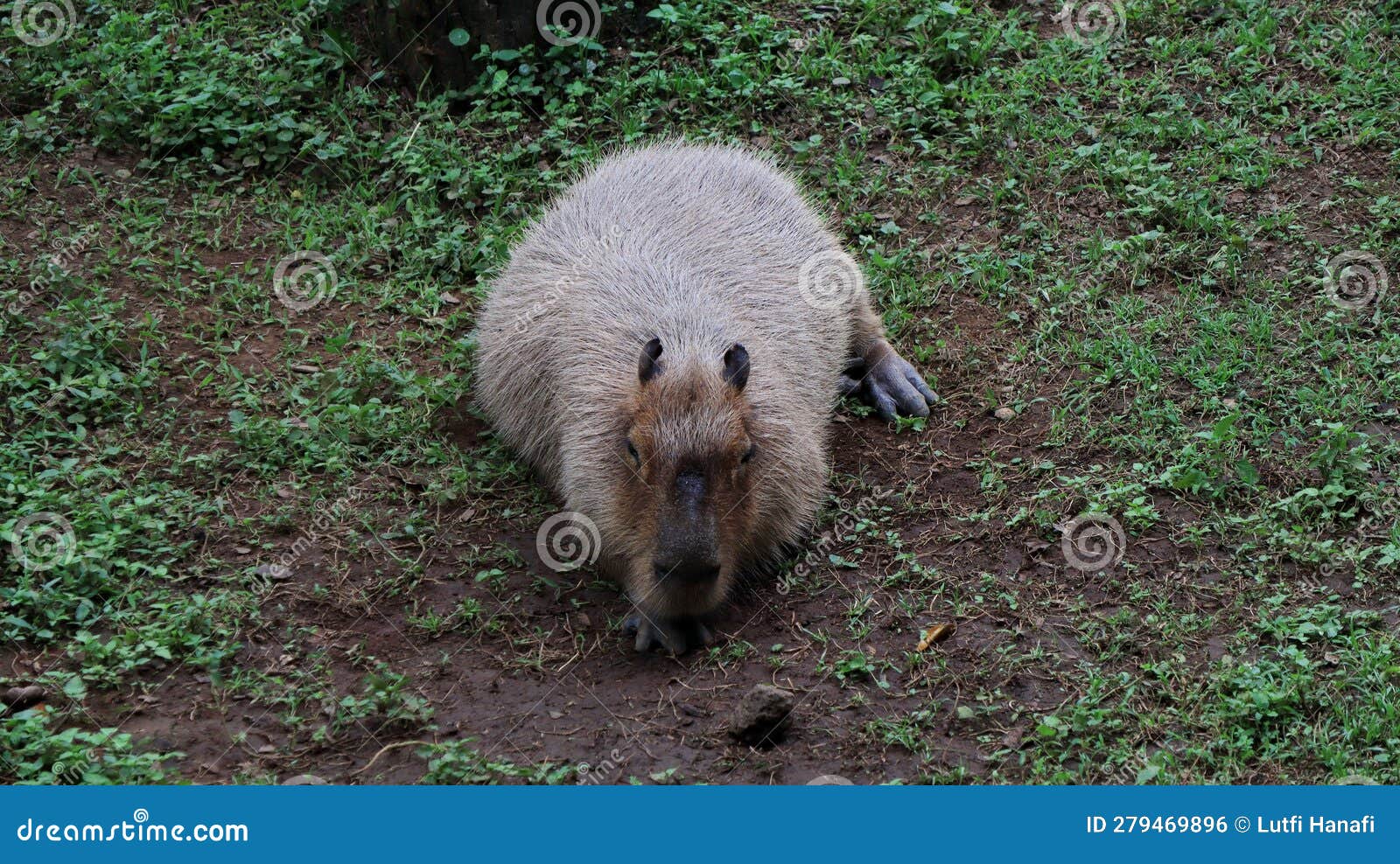 Animal Capybara Sitting in a Field Stock Photo - Image of frontal ...