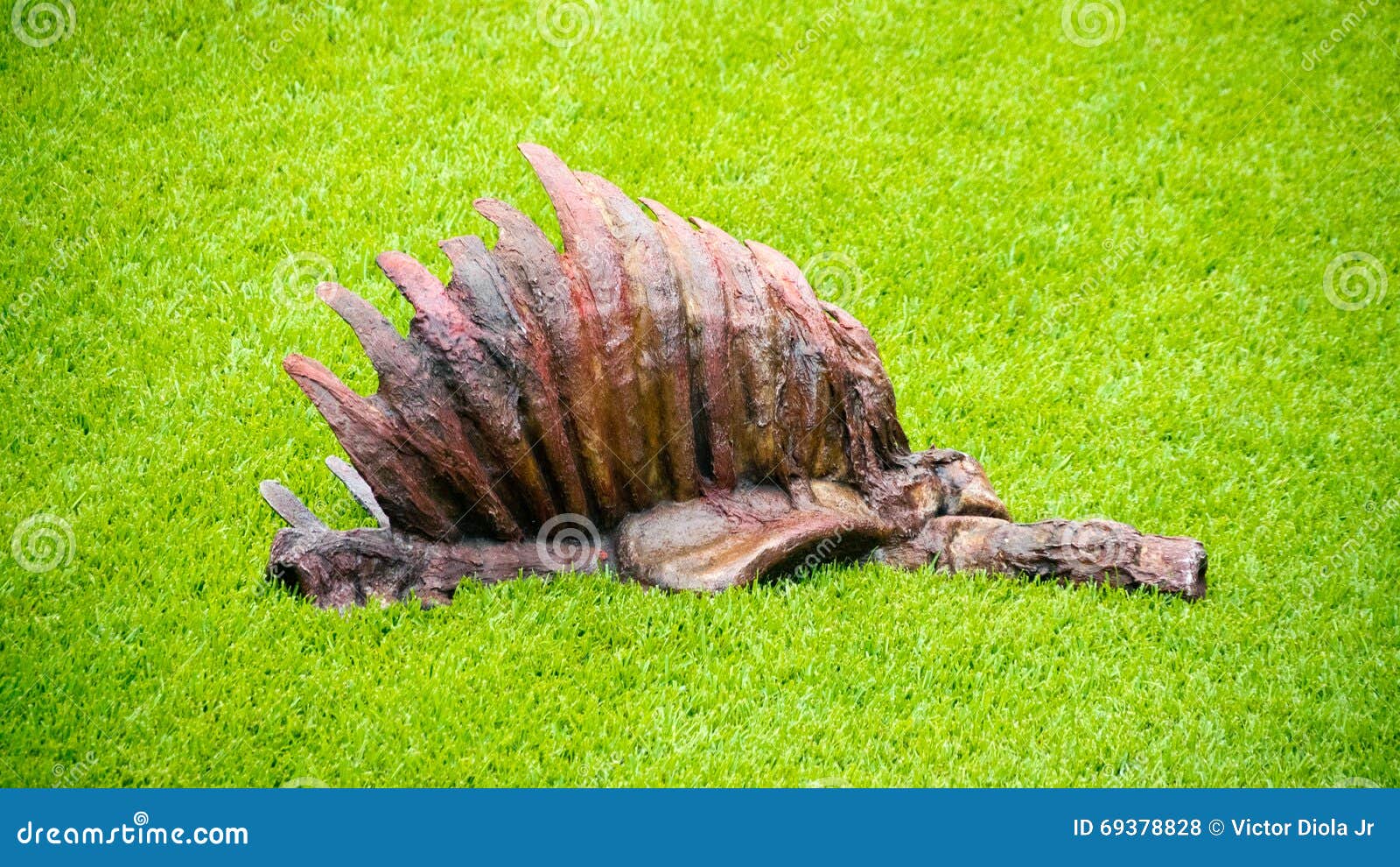 Animal carcass stock photo. Image of nature, decease - 69378828