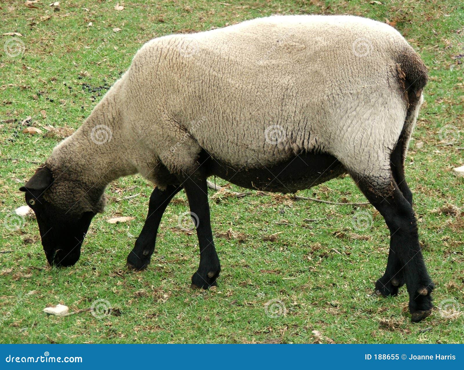 Animal - carneiro imagem de stock. Imagem de animal, prado - 188655
