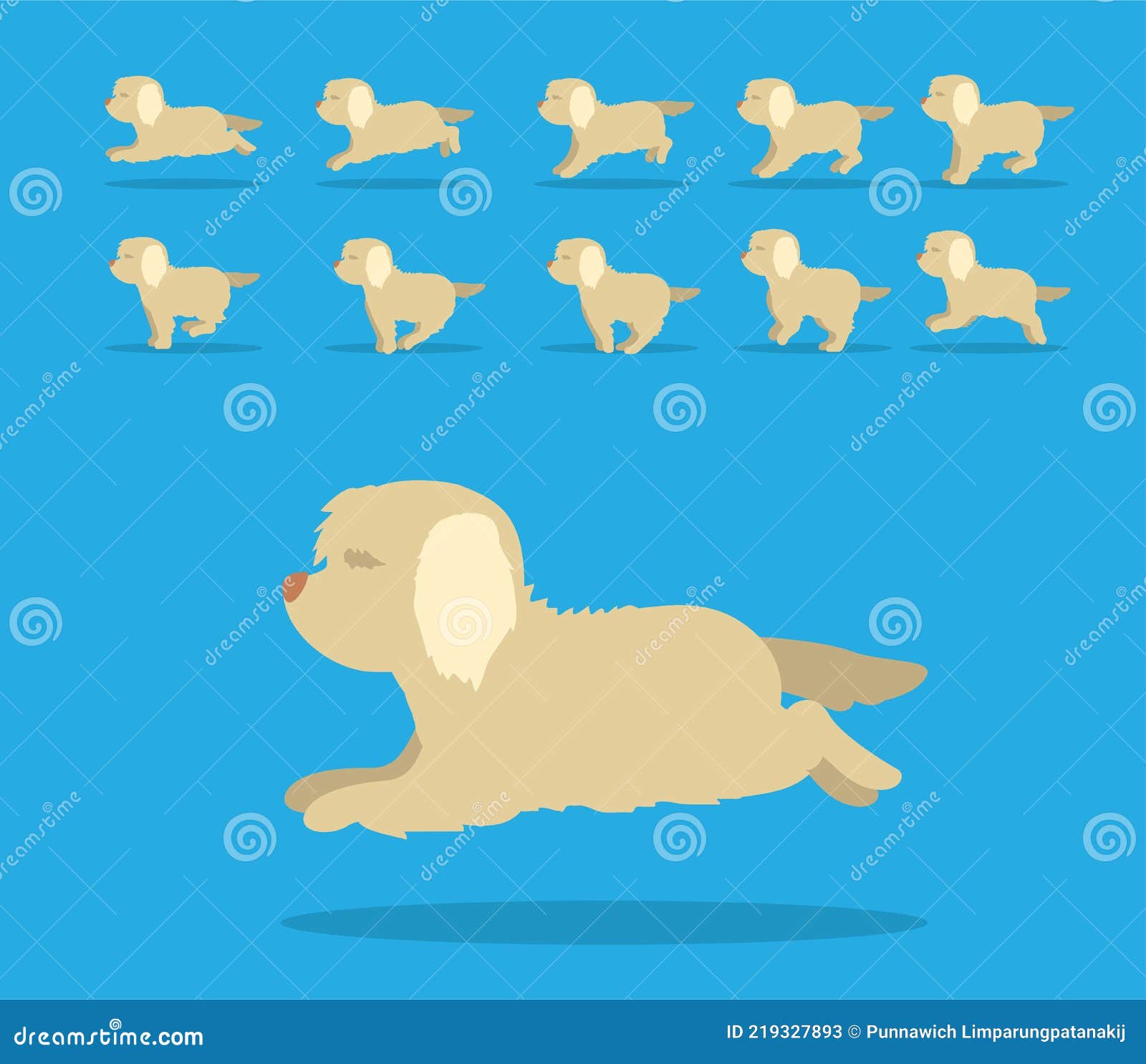 Spinone Italiano Breed Dog Isolated On A Clean White Background Royalty ... Spinone Italiano Breed Dog Isolated On A Clean White Background Royalty ...