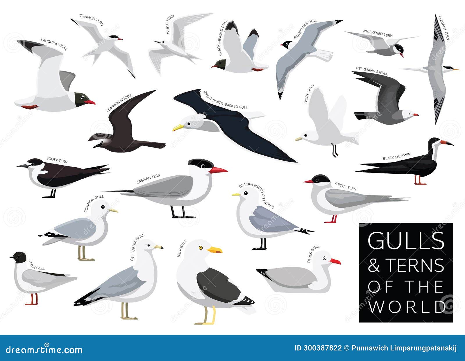 Bird Gulls and Terns of the World Set Cartoon Vector Character Stock ...