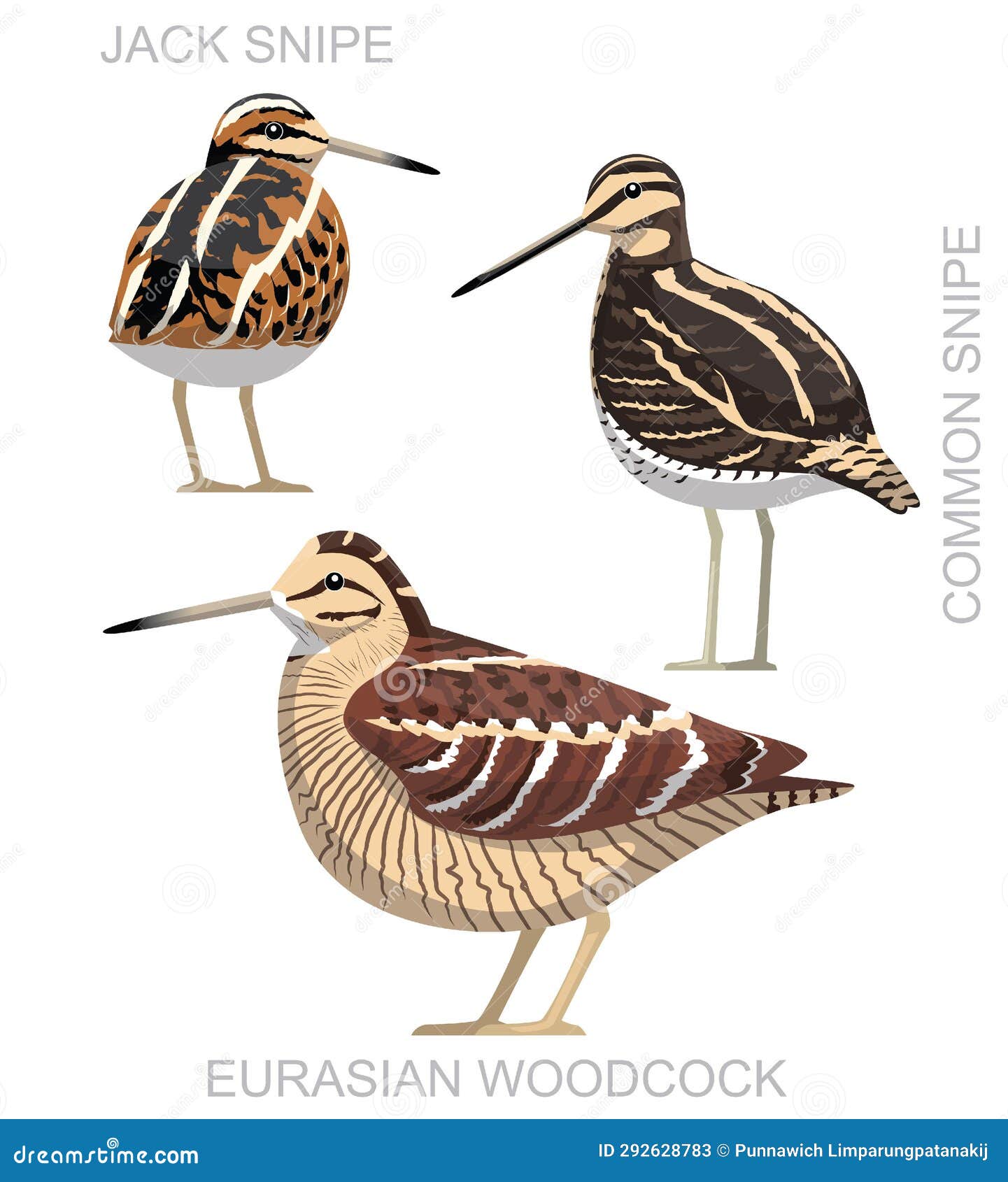 Set Of Snipe Cartoon Icon Design Template With Various Models. Vector ...