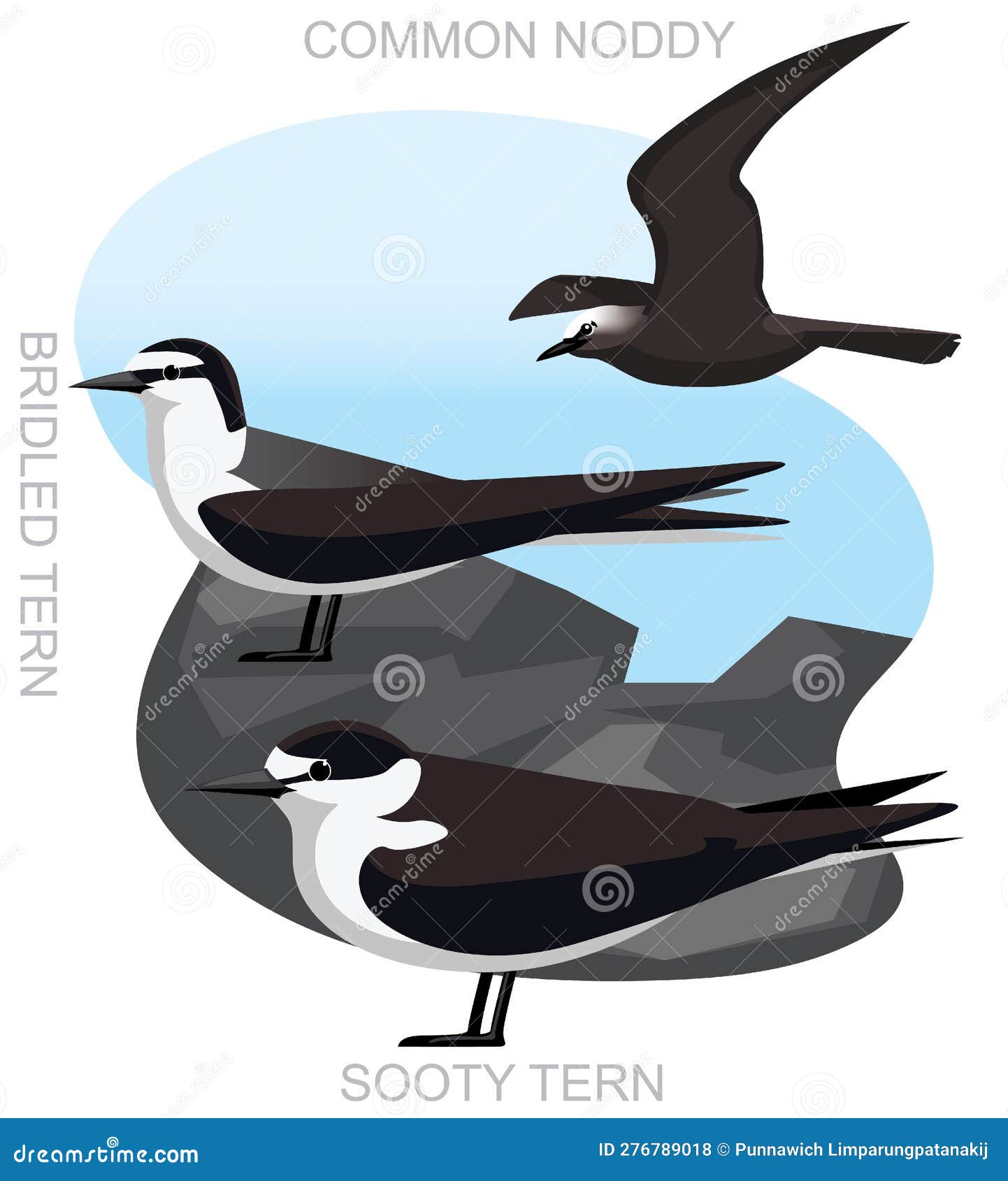 Cute Bird Sooty Tern Noddy Set Cartoon Vector Stock Illustration ...