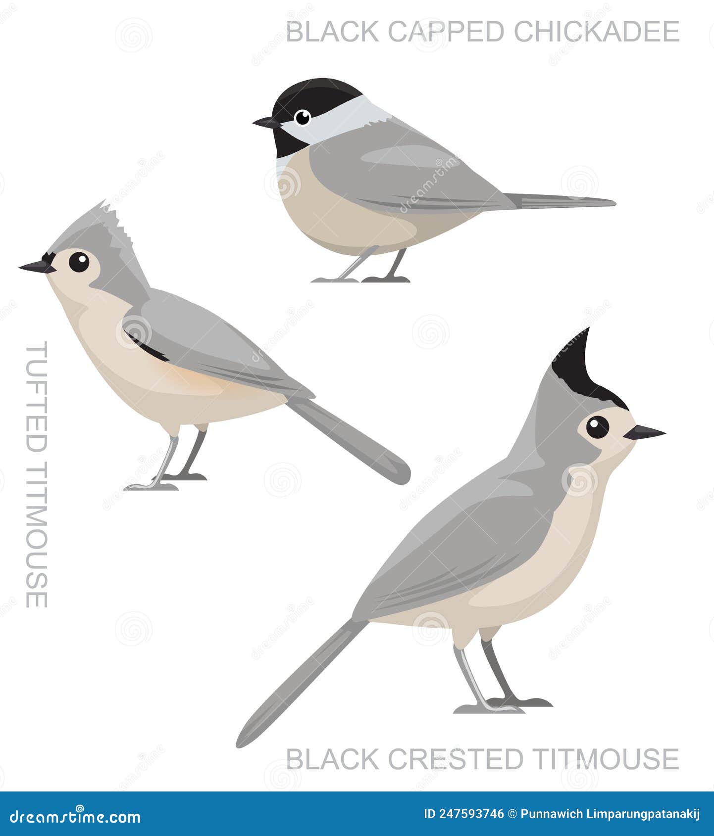 Cute Bird Titmouse Set Cartoon Vector Stock Vector - Illustration of ...