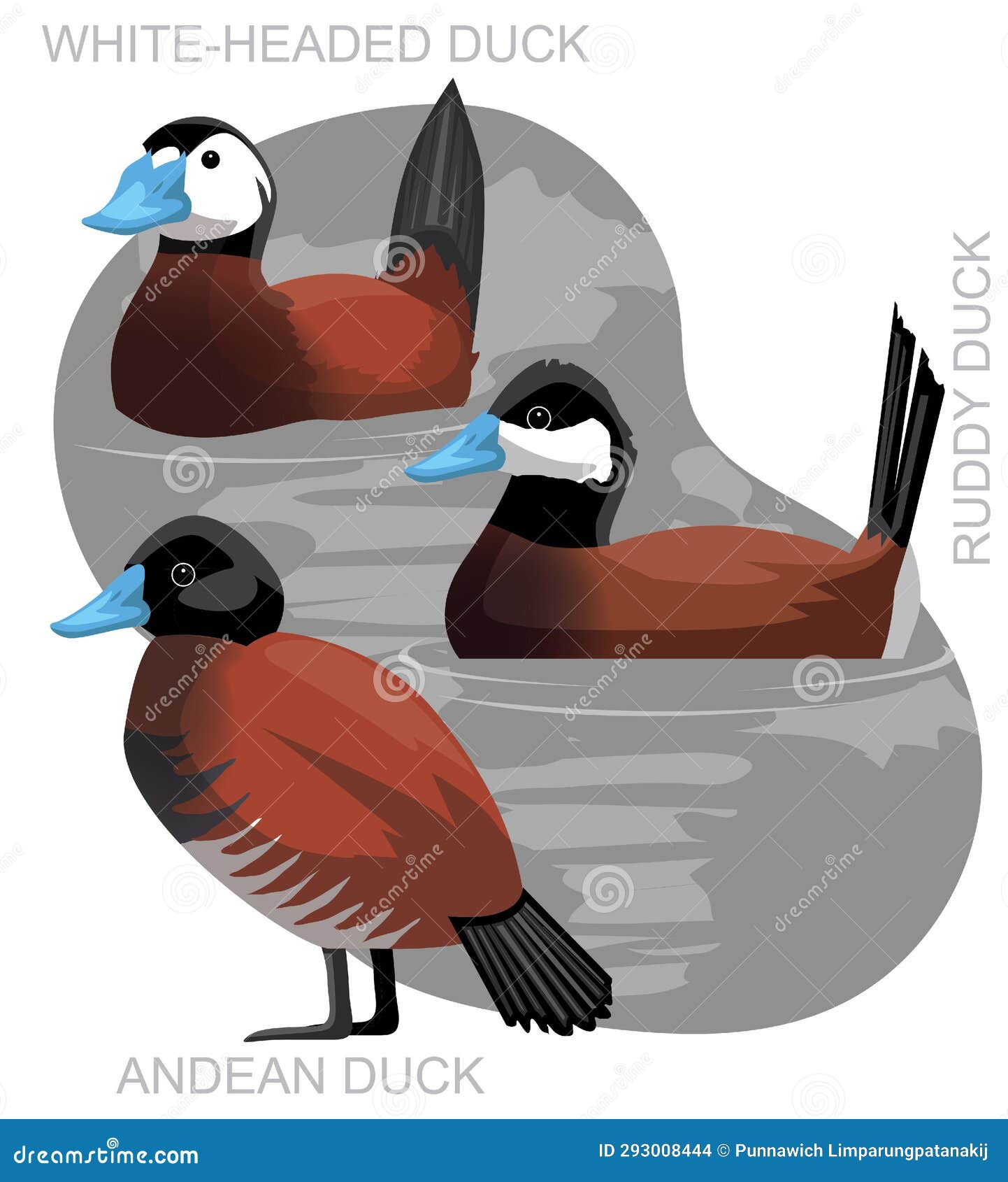 Cute Duck Ruddy Set Cartoon Vector Stock Vector - Illustration of ...