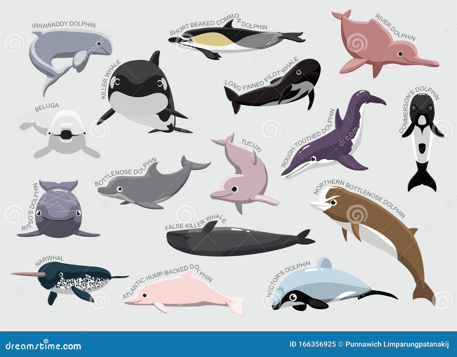 Dolphin Set Various Kind Identify Cartoon Vector Stock Vector ...