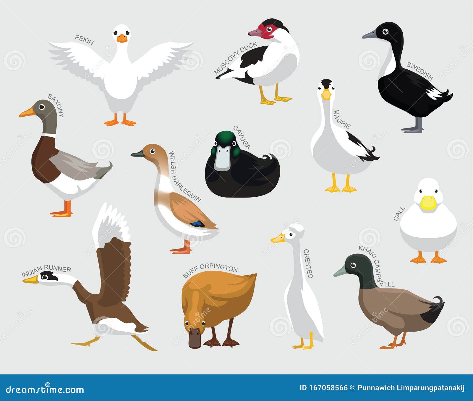 Domestic Duck Set Various Kind Identify Cartoon Vector Stock Vector ...