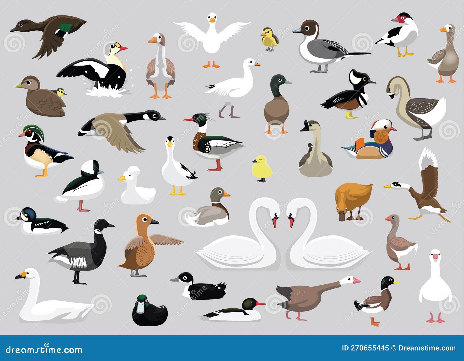 Animal Duck Swan Goose Characters Cartoon Vector | CartoonDealer.com ...