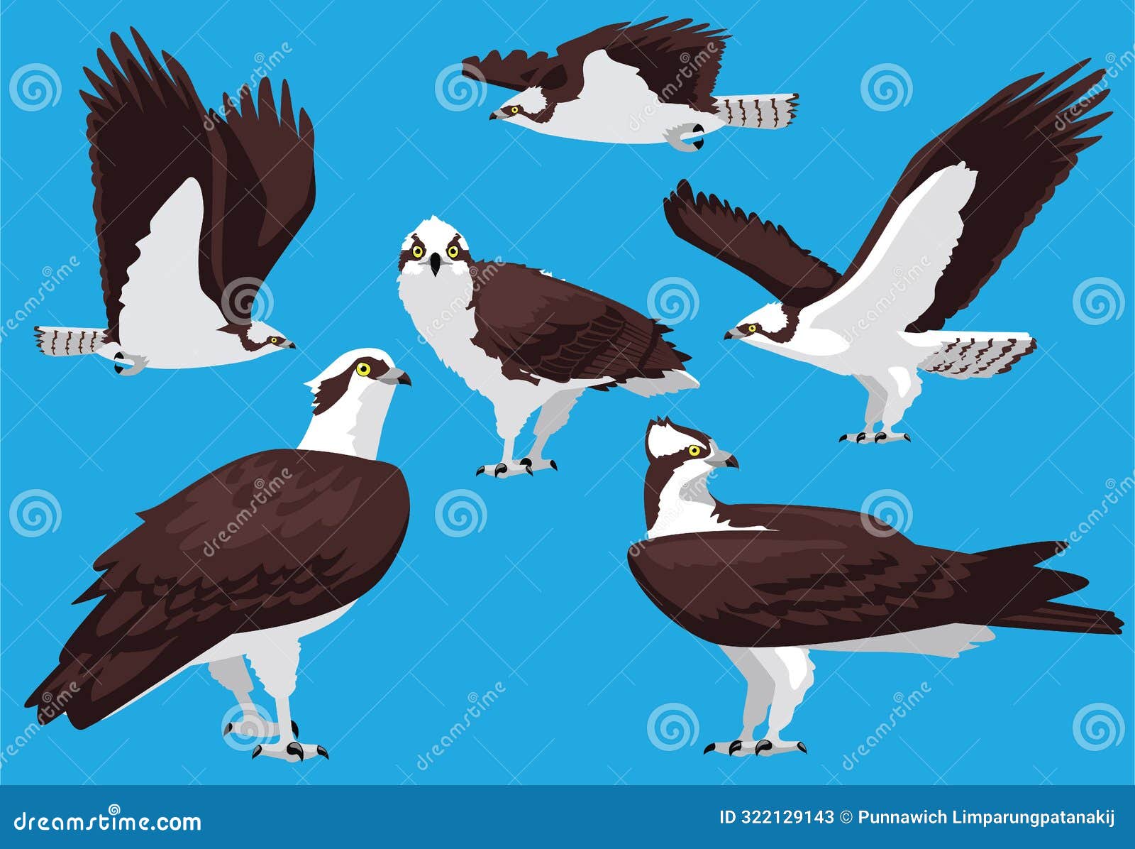 Osprey Bird of Prey Fish Eagle Poses Vector Illustration Stock Vector ...