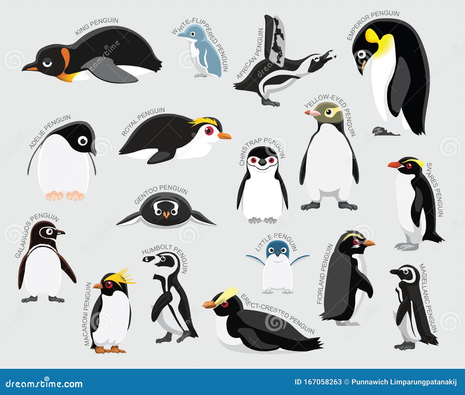 Penguin Set Various Kind Identify Cartoon Vector Stock Vector ...