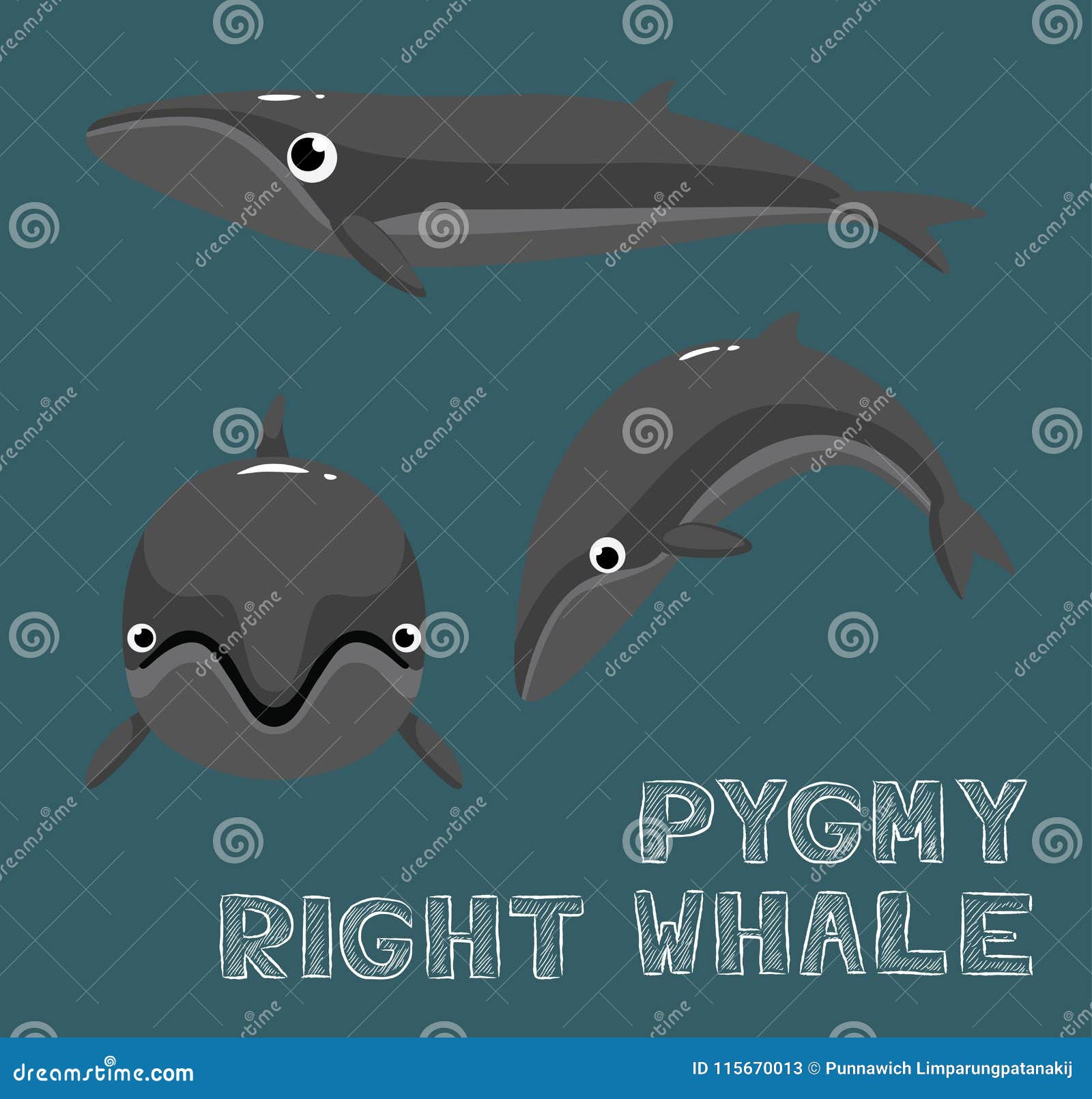 Pygmy Right Whale Cartoon Vector Illustration Stock Vector ...