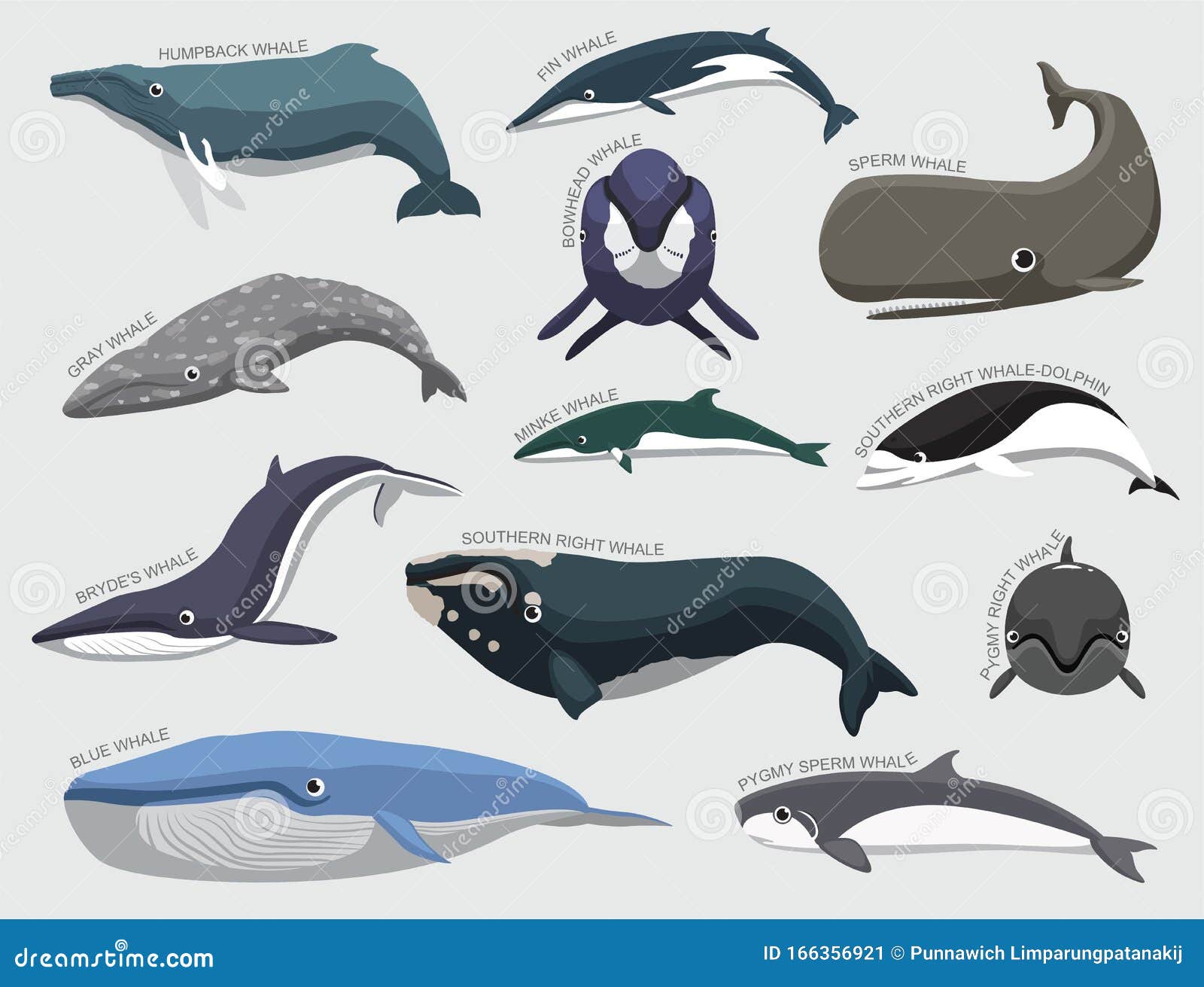 Whales Species Size Comparison Set Cartoon Vector, 51% OFF