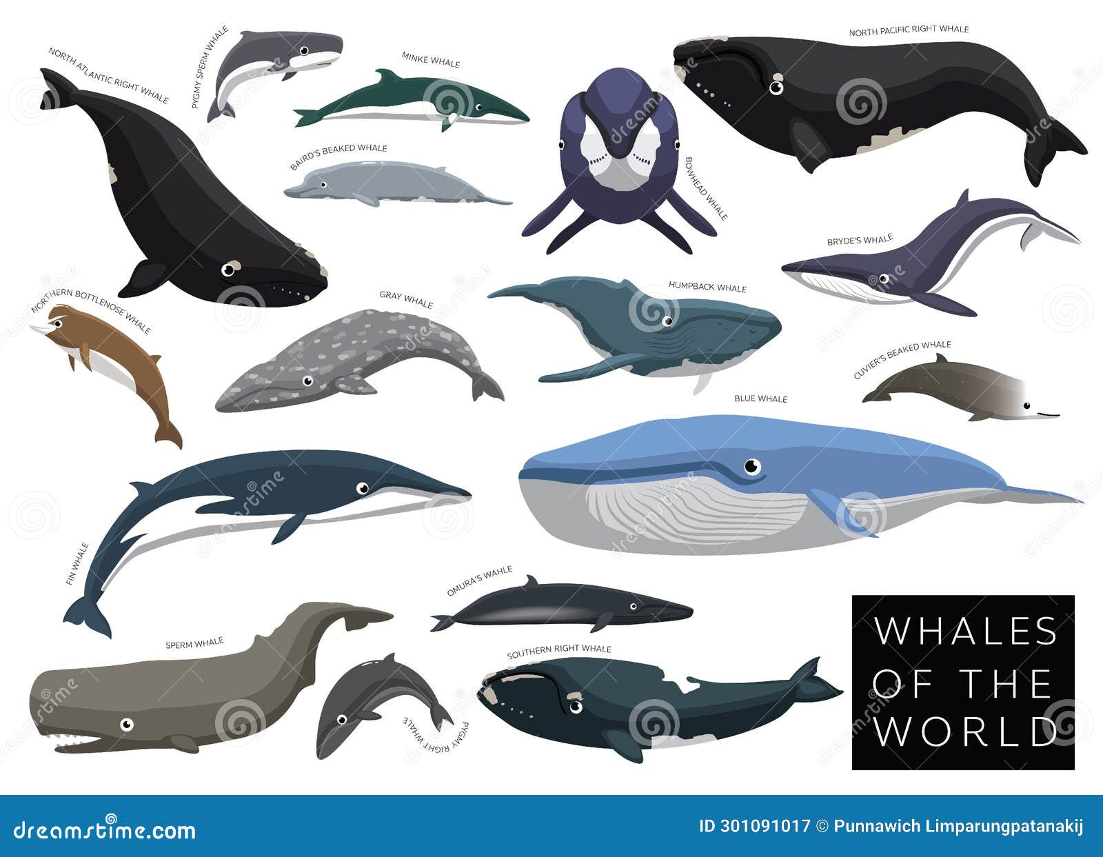 Cuvier Cartoons, Illustrations & Vector Stock Images - 45 Pictures to ...