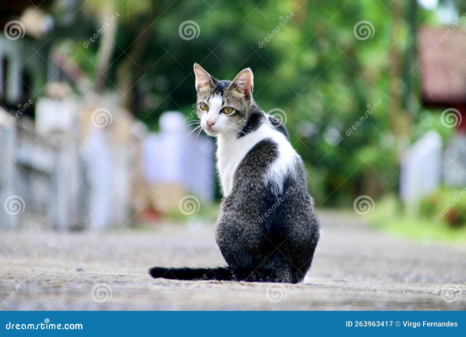 Animal, Cat stock image. Image of sitting, animal, beautiful - 263963417