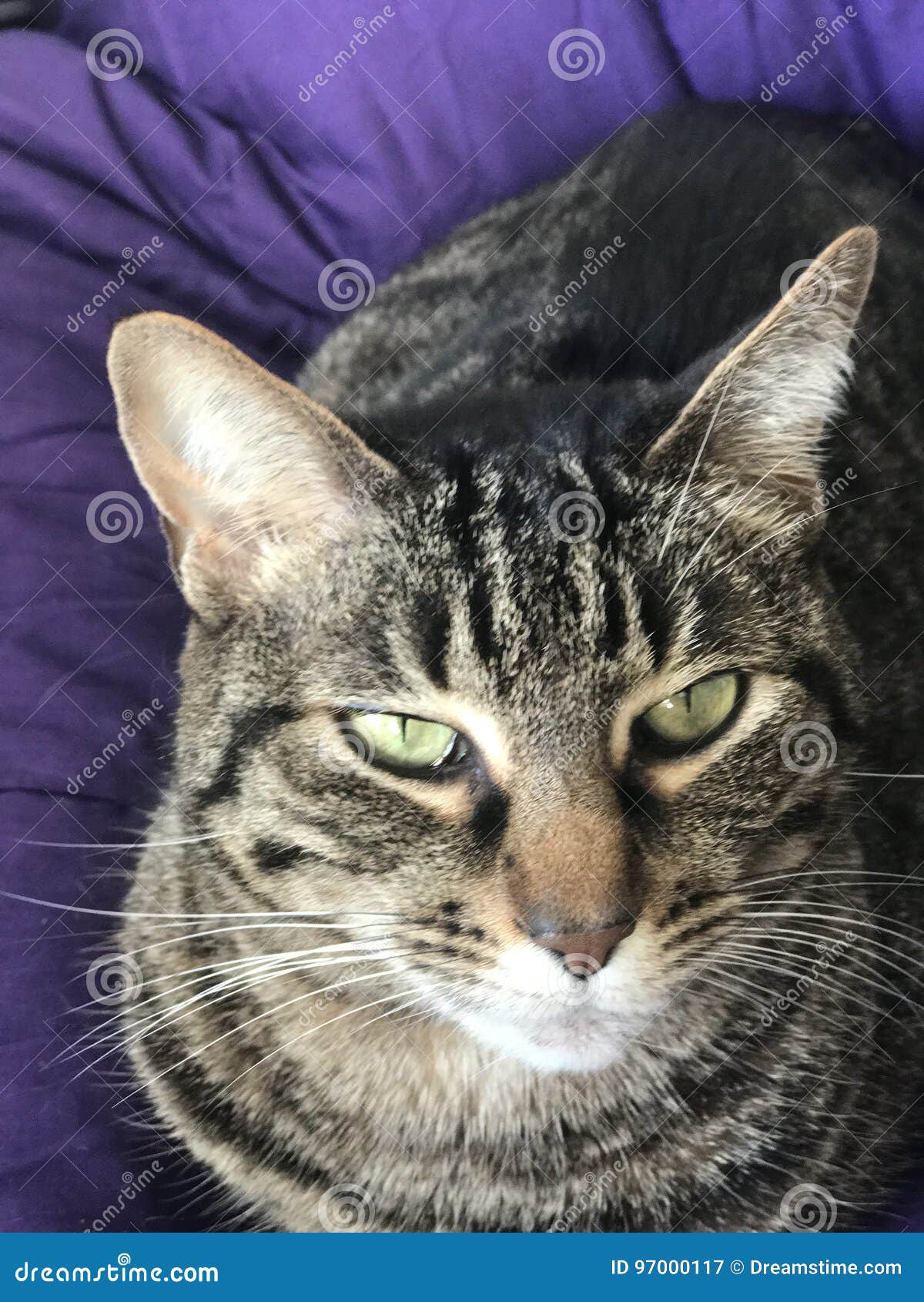 Animal stock image. Image of stillness, calm, animal - 97000117