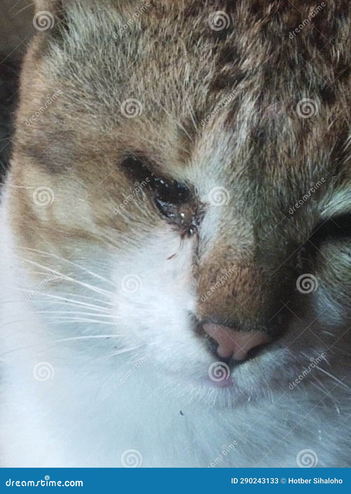 Animal stock image. Image of crying, human, issad, like - 290243133