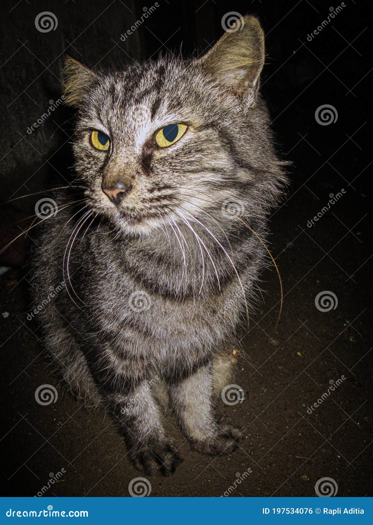 Animal | cat night stock photo. Image of dark, night - 197534076