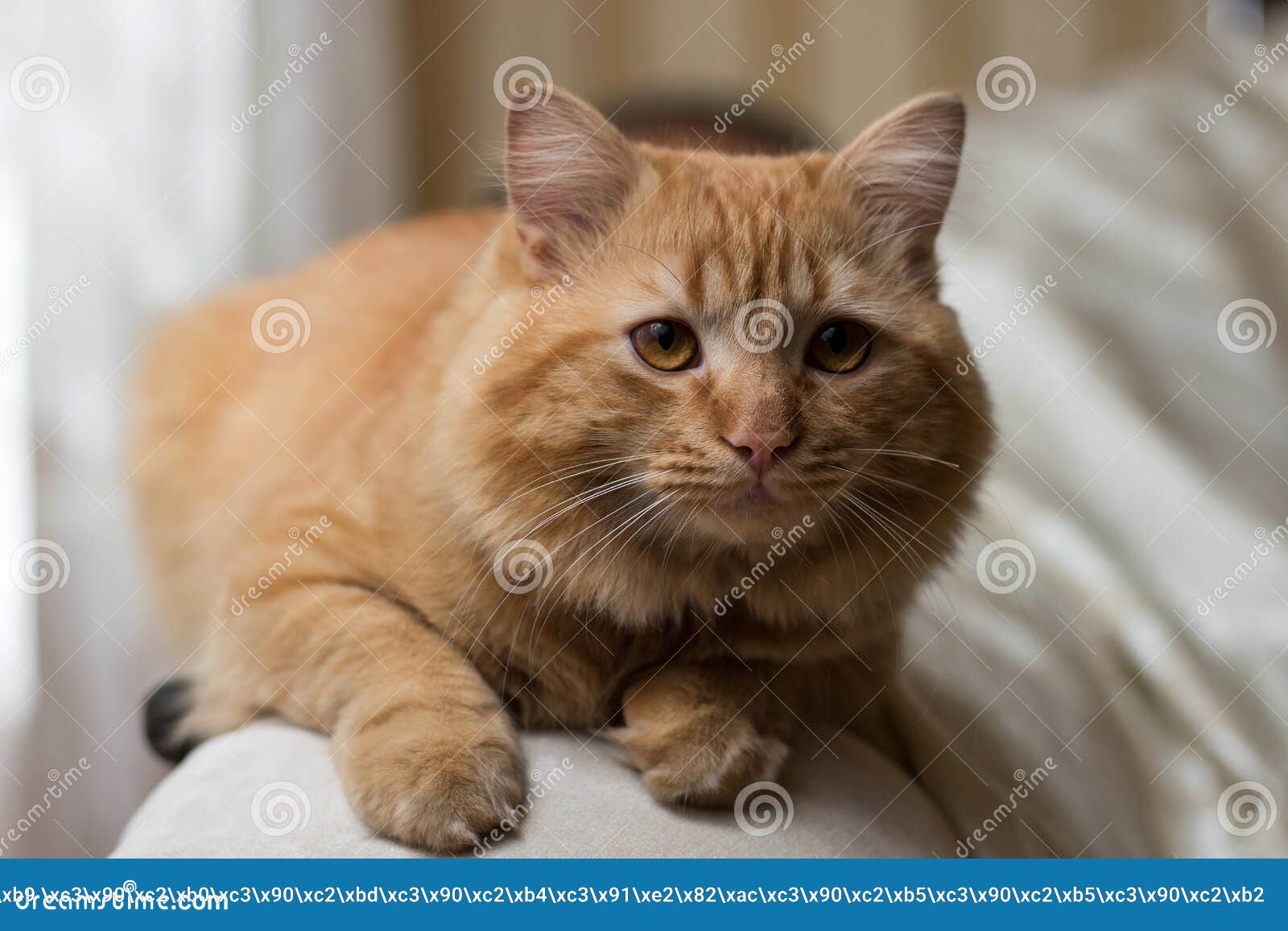 Animal cat of red color stock photo. Image of animal - 228721270