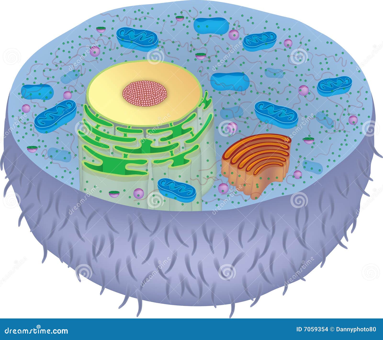 😍 Detailed animal cell. 17 Differences Between Plant and Animal Cells ...