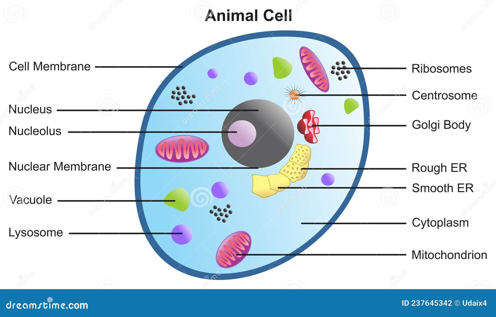 Animal Cell Anatomical Structure with All Parts Stock Illustration ...