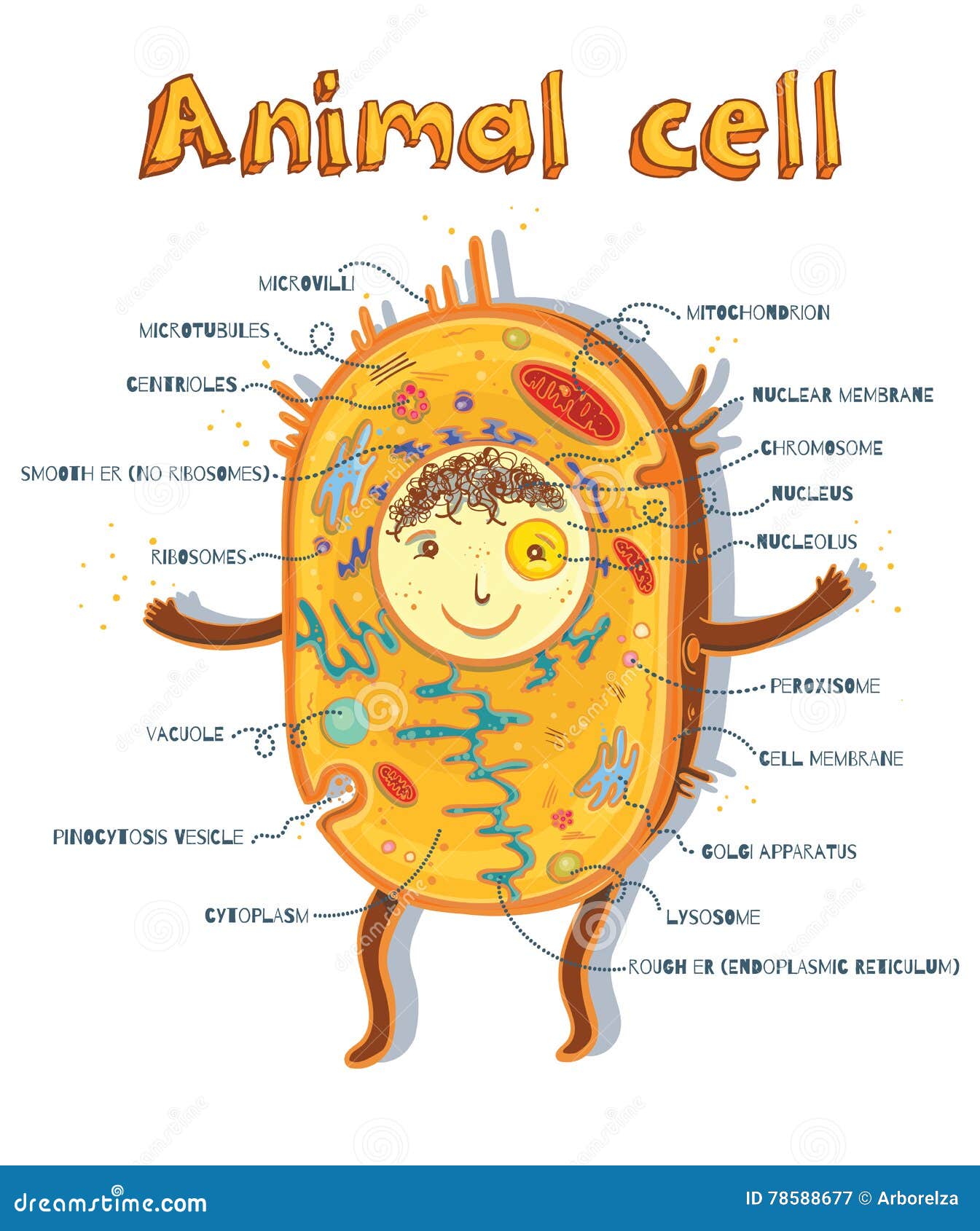 Animal cell anatomy stock vector. Illustration of nucleolus - 78588677 Animal cell anatomy stock vector. Illustration of nucleolus - 78588677