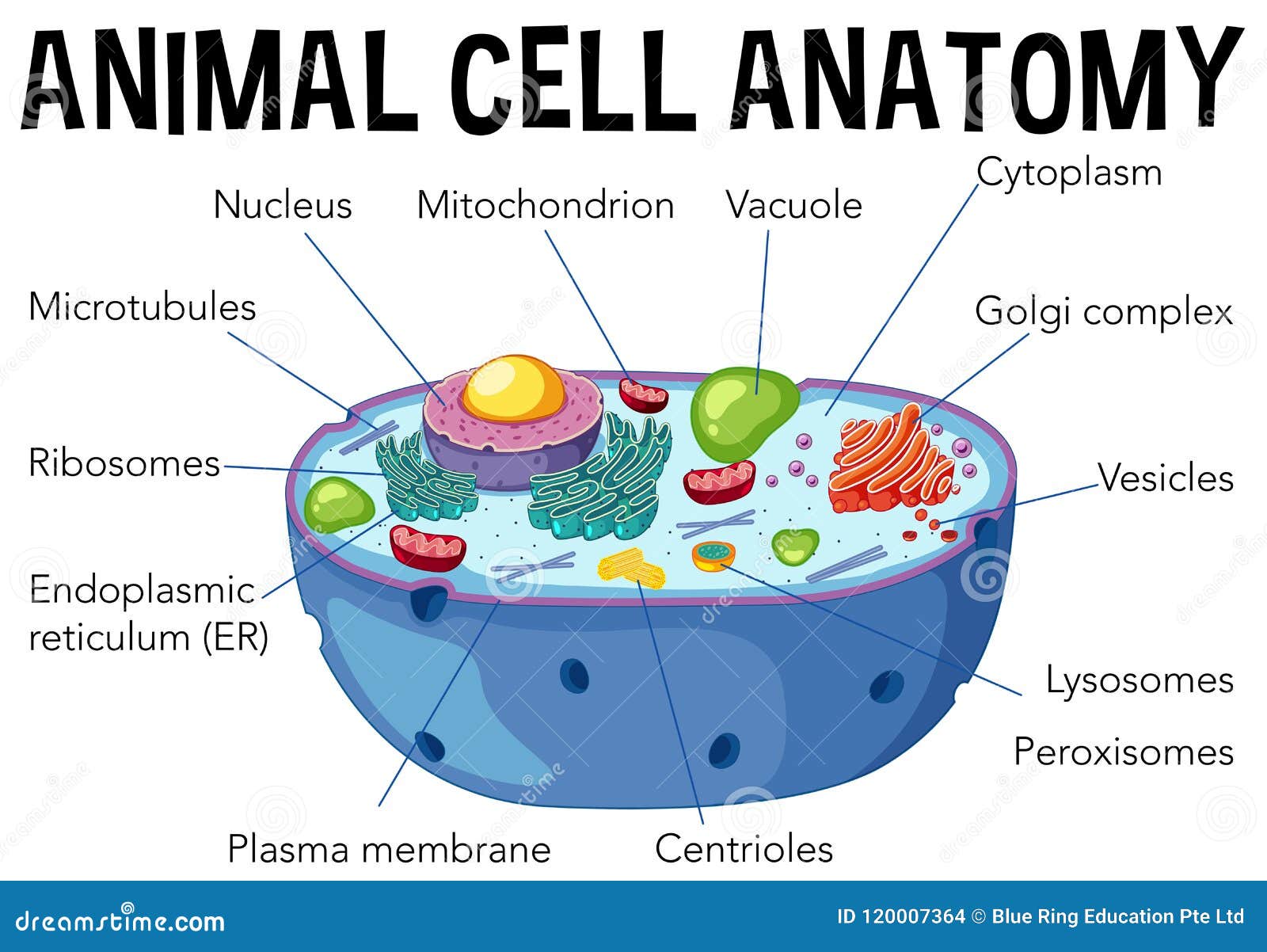 Animal Cell Anatomy Diagram Stock Vector - Illustration of background ... Animal Cell Anatomy Diagram Stock Vector - Illustration of background ...