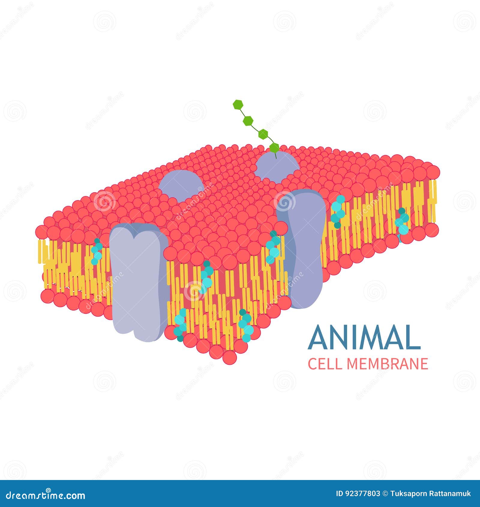 Animal Cell Anatomy stock vector. Illustration of nucleus - 92377803 Animal Cell Anatomy stock vector. Illustration of nucleus - 92377803