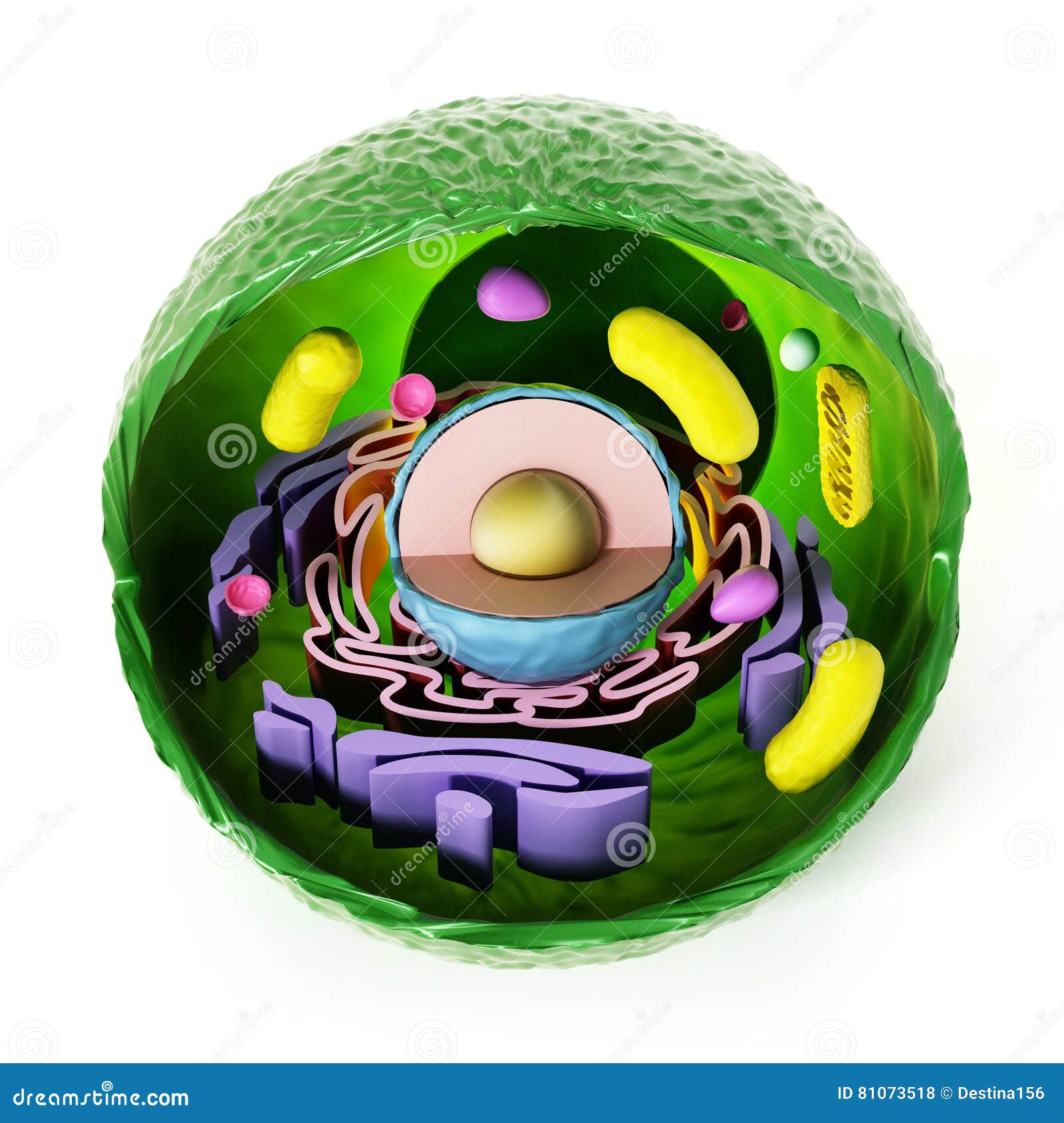 Animal Cell Anatomy on White Background. 3D Illustration Stock ...