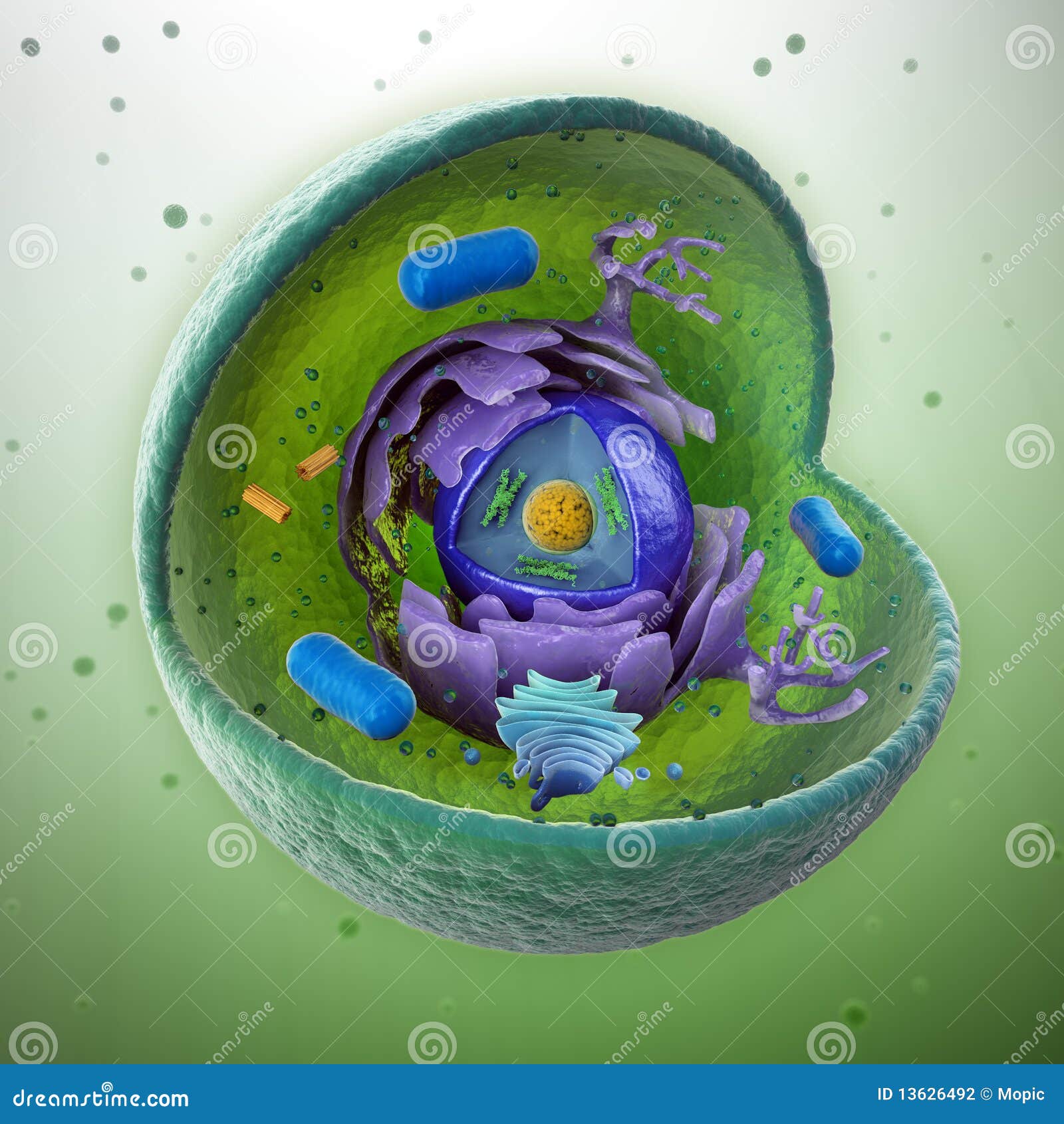 Animal Cell Nucleus Anatomy Cartoon Vector | CartoonDealer.com #121061965
