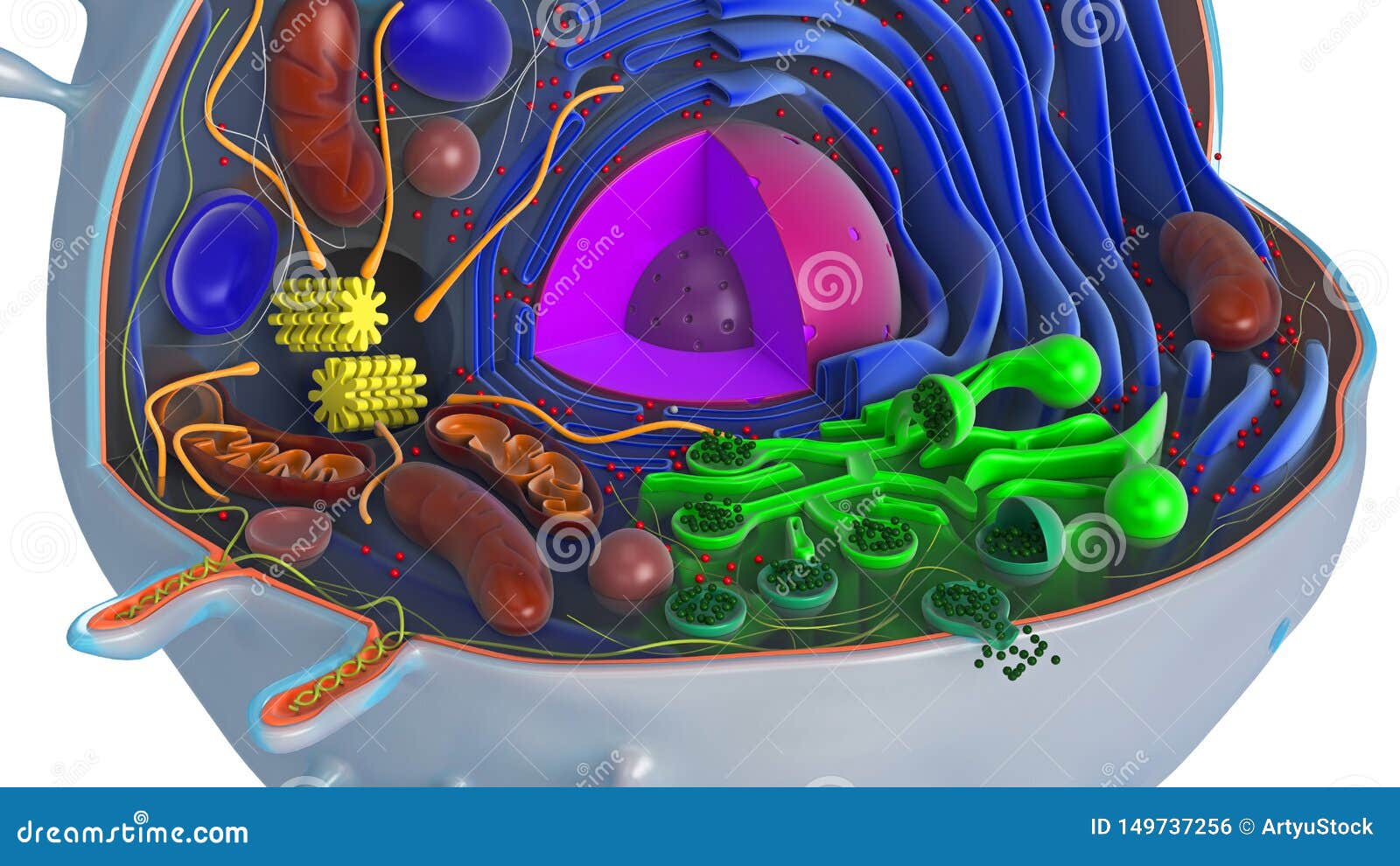 Animal Cell in Section, Multi-colored, Close View Stock Illustration ...