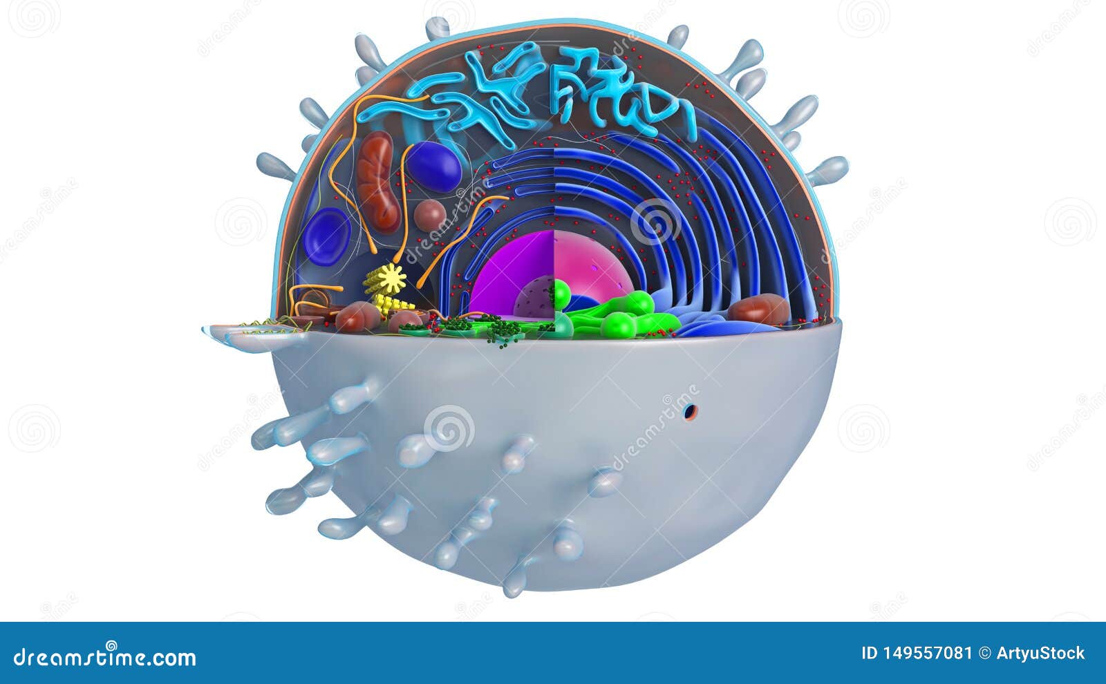 Animal Cell in Section, Multi-colored, Front View Stock Illustration ...