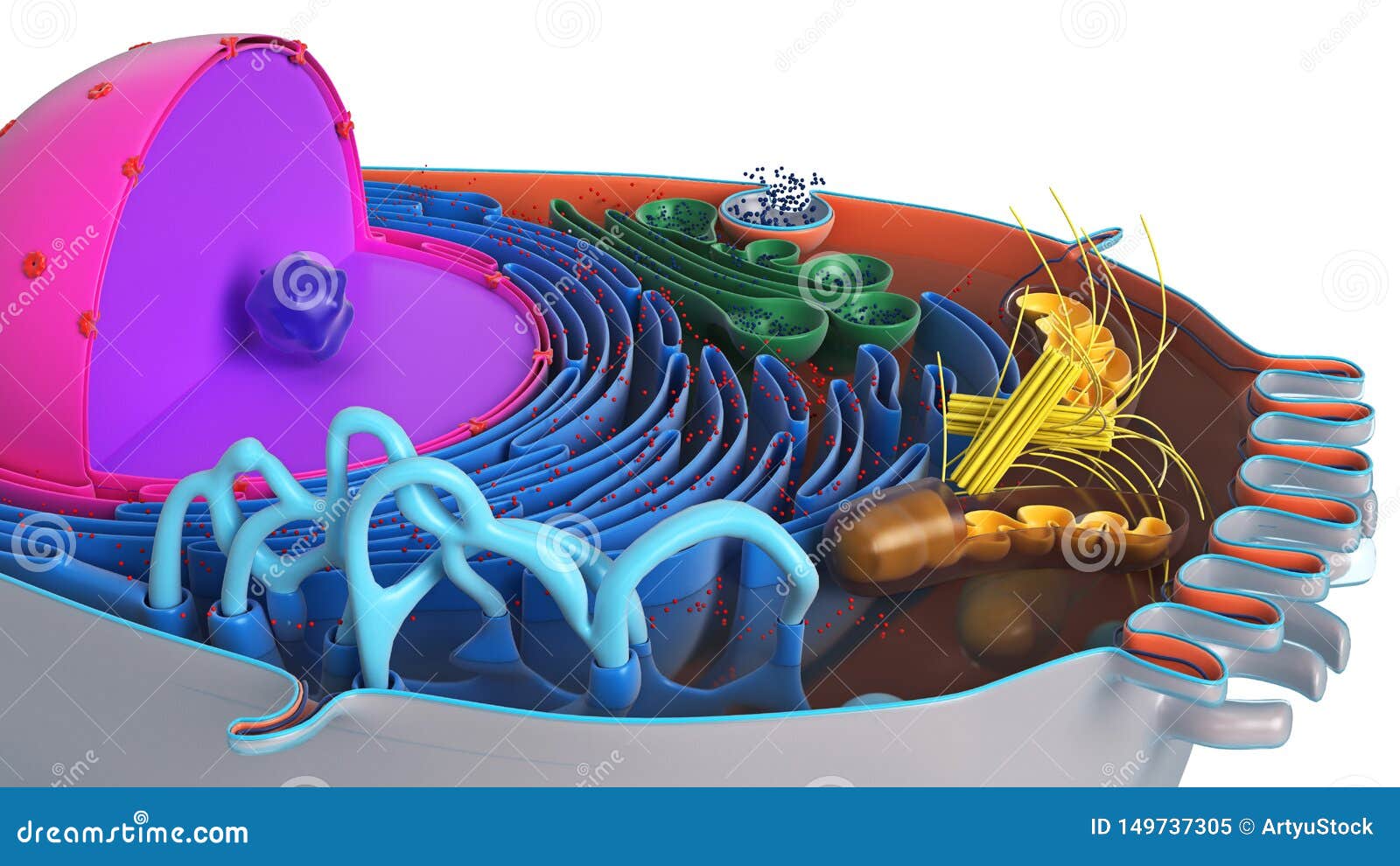 Animal Cell in Section, Multi-colored Stock Illustration - Illustration ...