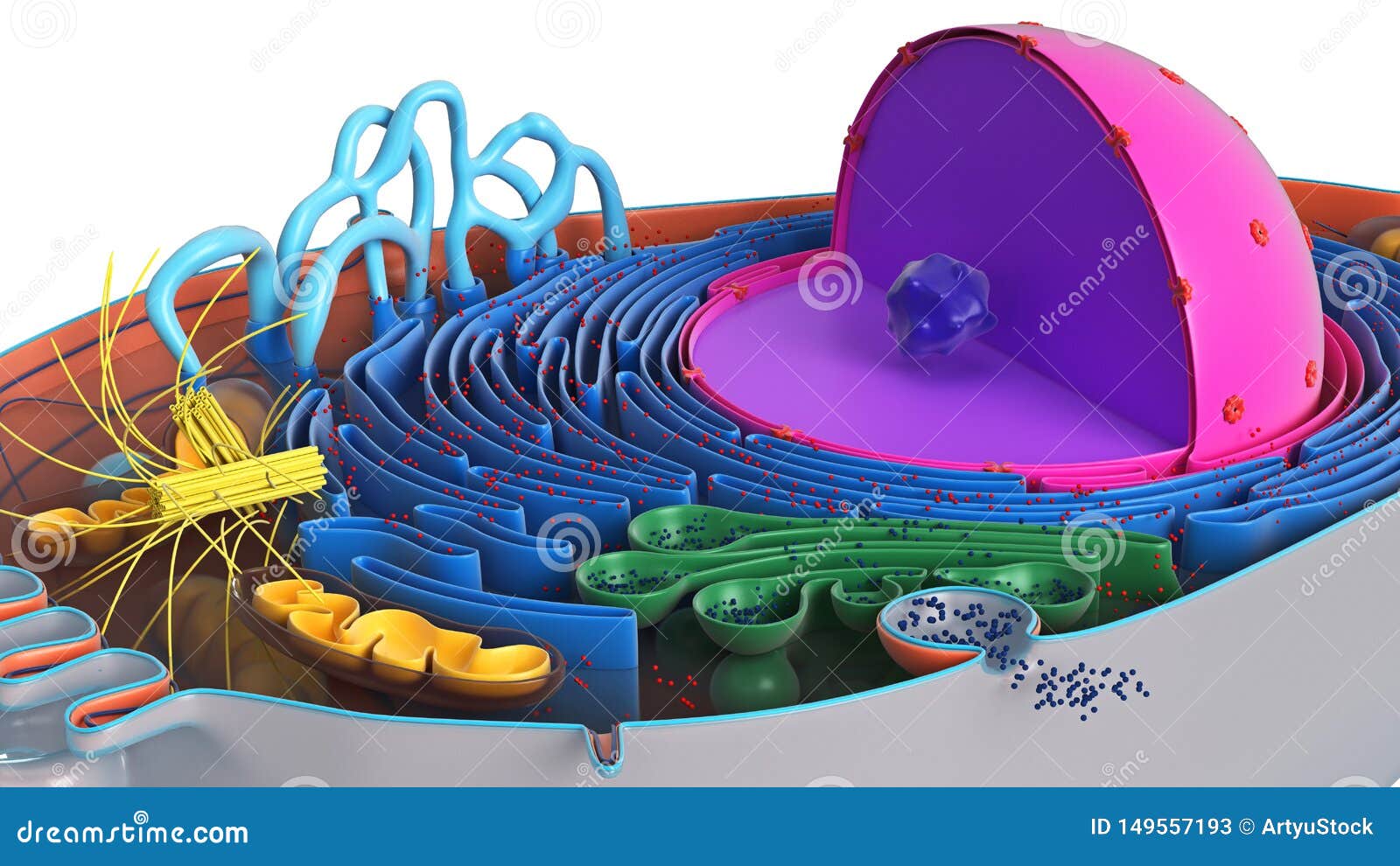 Animal Cell in Section, Multi-colored Stock Illustration - Illustration ...