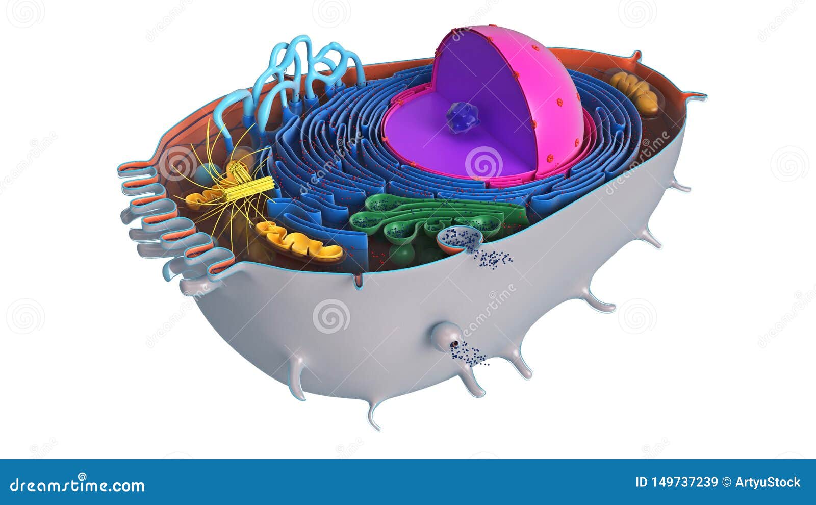 Animal Cell in Section, Multi-colored Stock Illustration - Illustration ...