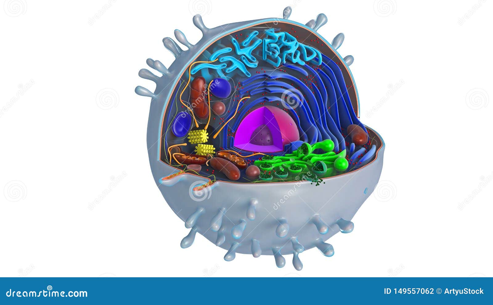Animal Cell in Section, Multi-colored Stock Illustration - Illustration ...