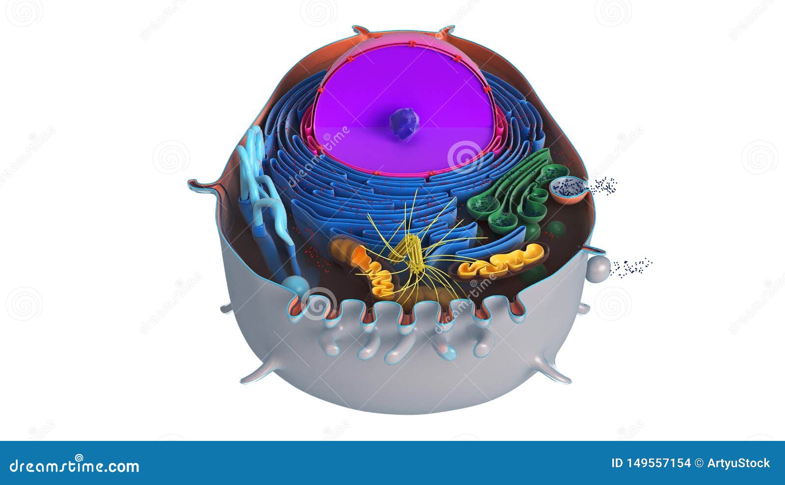 Animal Cell in Section, Multi-colored Stock Illustration - Illustration ...