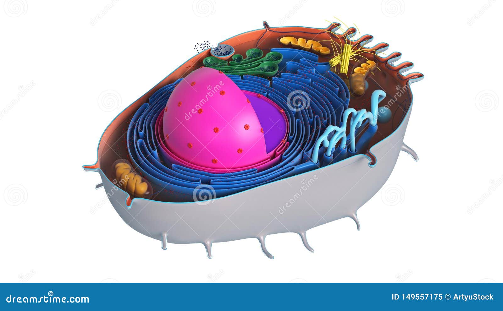 Animal Cell in Section, Multi-colored Stock Illustration - Illustration ...