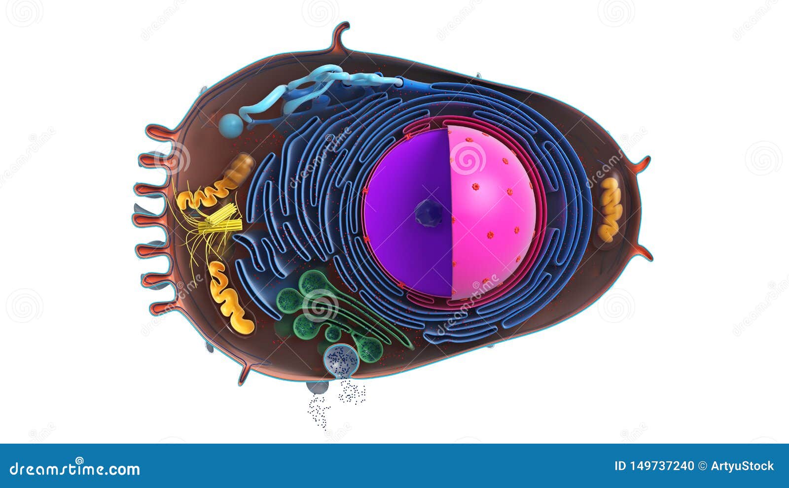 Animal Cell in Section, Multi-colored Stock Illustration - Illustration ...
