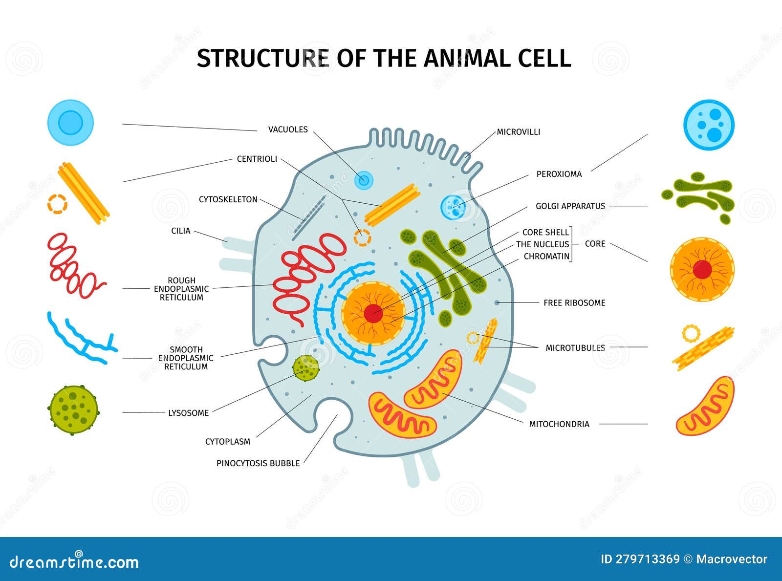 Animal Cell Structure Composition Stock Illustration - Illustration of ...
