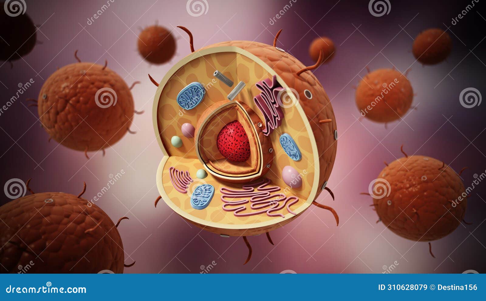 Animal Cell Structure. 3D Illustration Stock Illustration ...