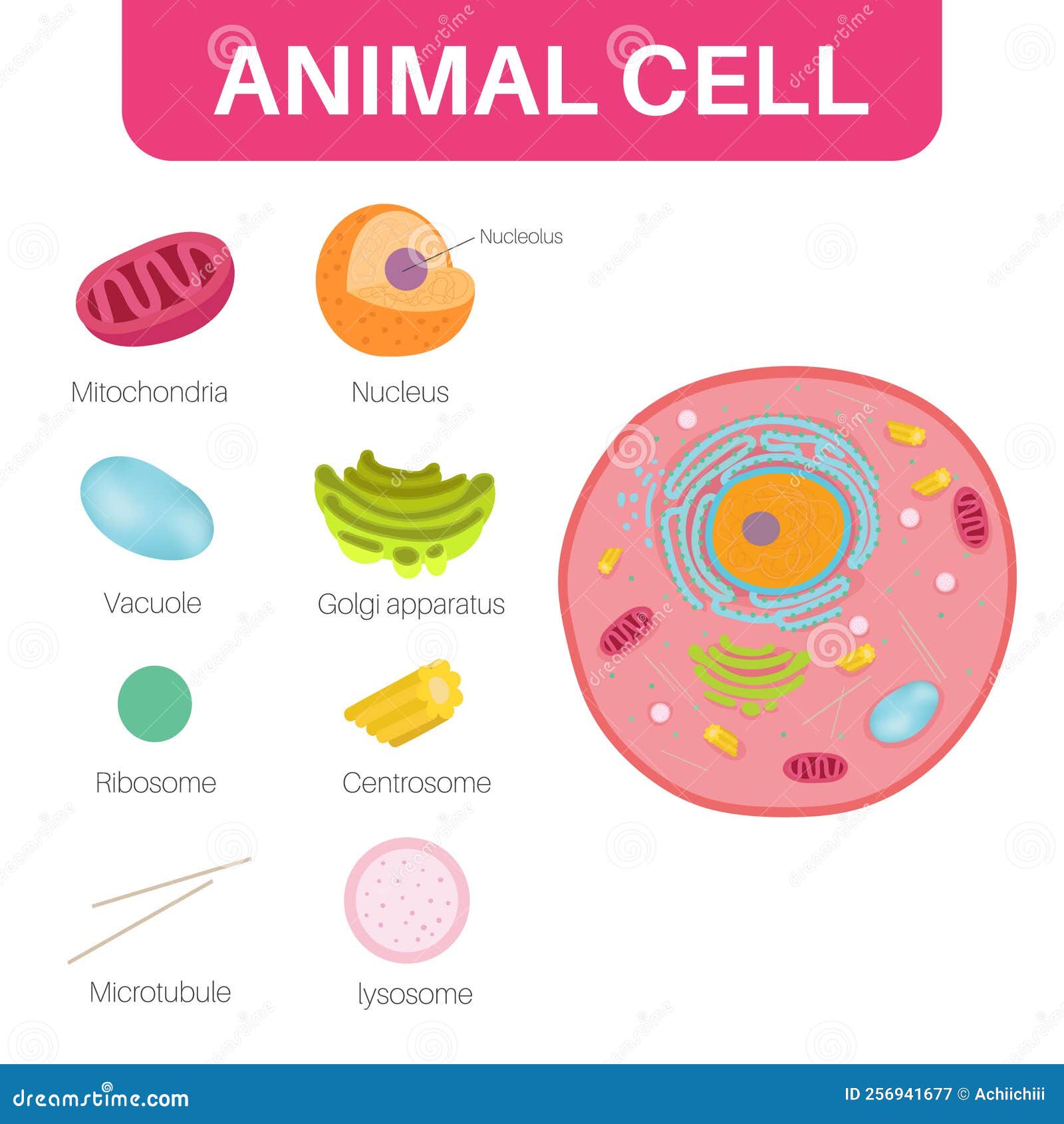 An Animal Cell is a Type of Eukaryotic Cell. Stock Vector ...