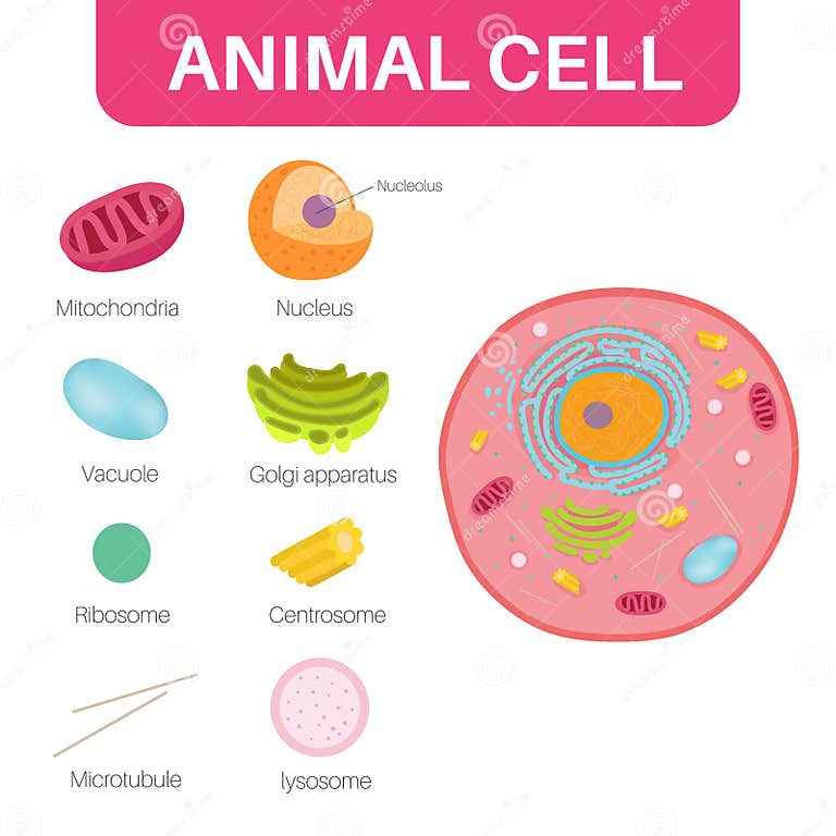 An Animal Cell is a Type of Eukaryotic Cell. Stock Vector ...