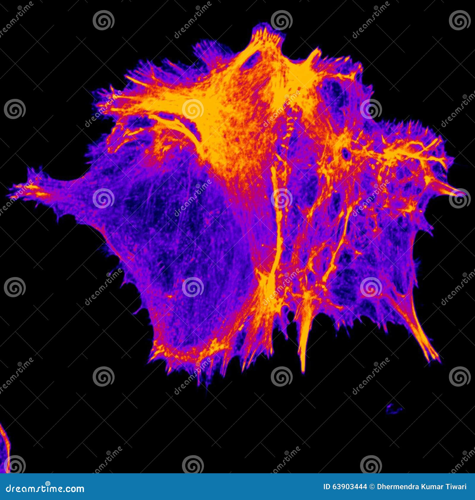 Animal Cell with Under Microscopy Stock Photo - Image of biological ...