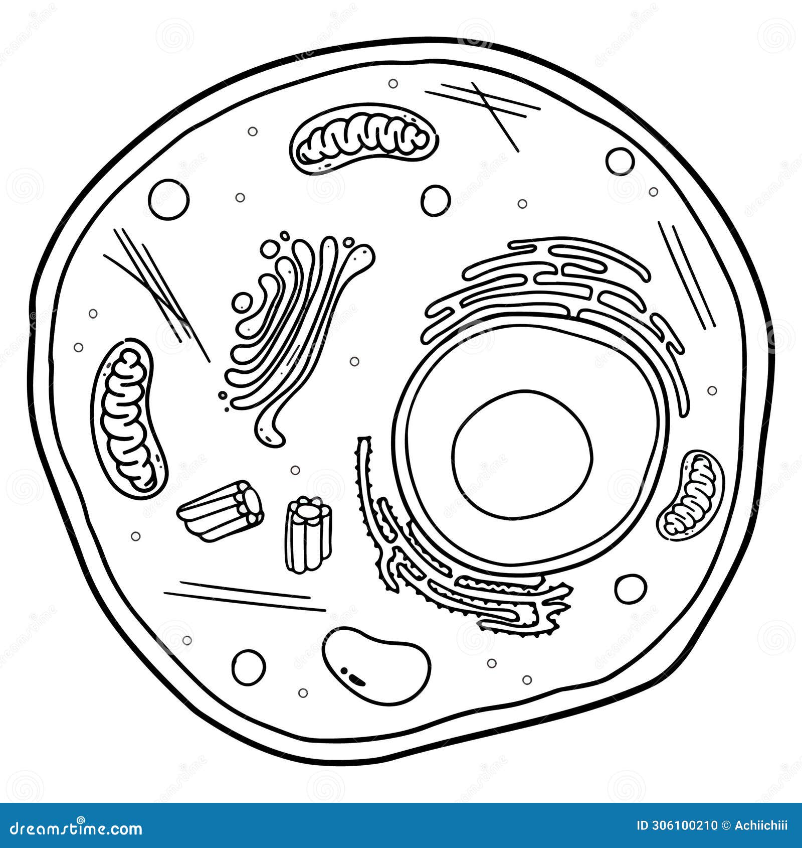 Animal Cells Are Eukaryotic Cells. Vector Illustration | CartoonDealer ...