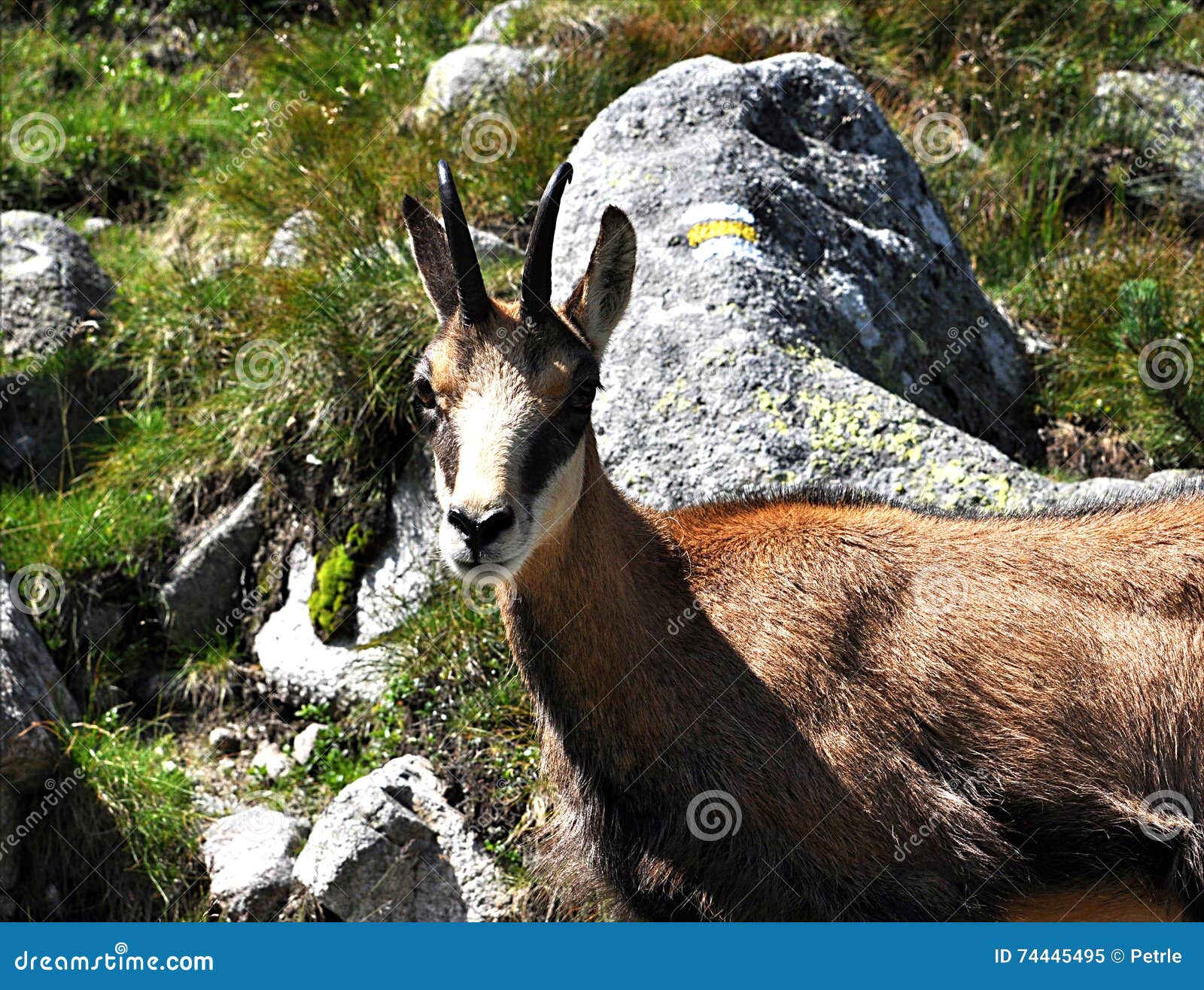 Animal - chamois stock image. Image of corners, gray - 74445495