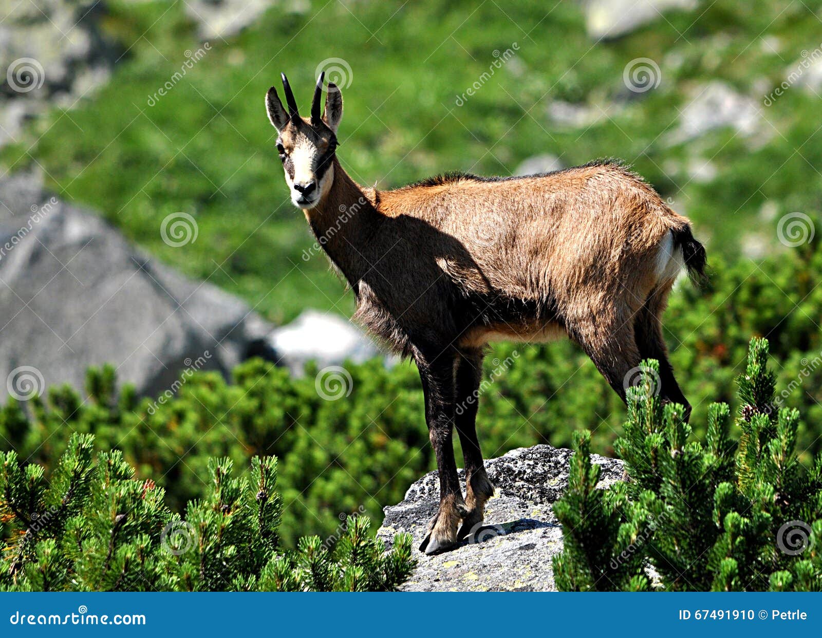 Animal - chamois stock photo. Image of romantic, ecology - 67491910